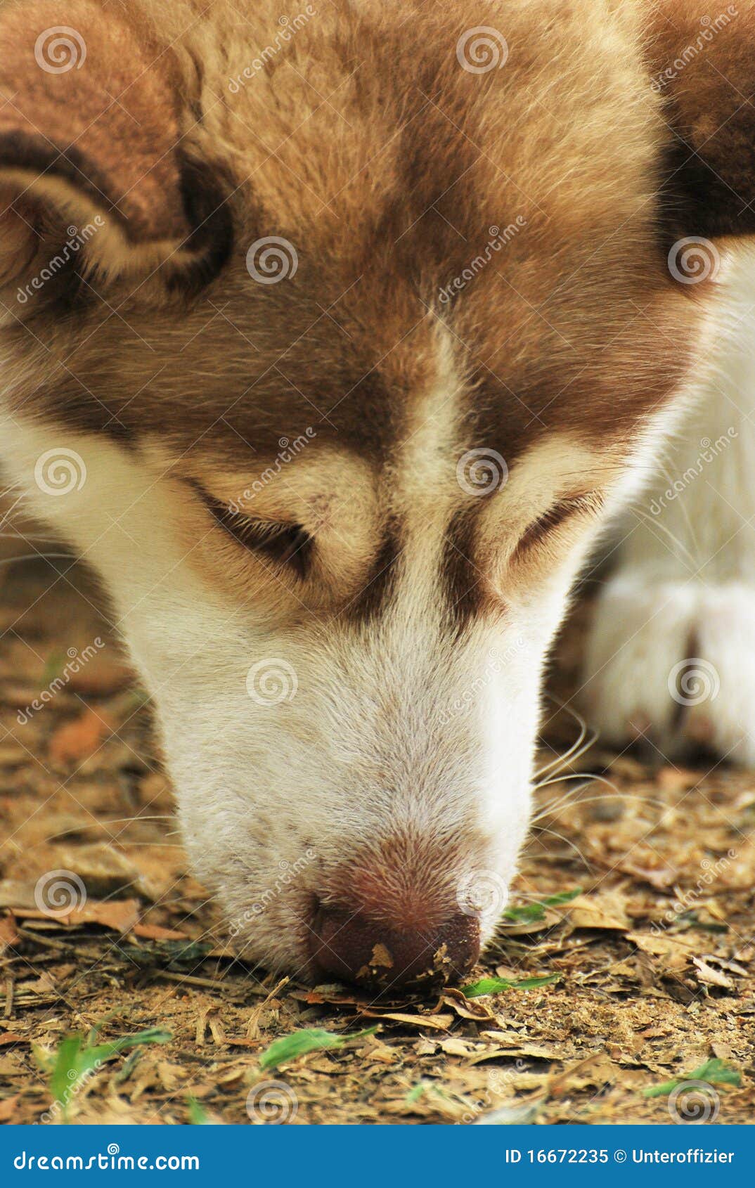 Dog Sniff stock image. Image of alert, macro, lead, friend - 16672235