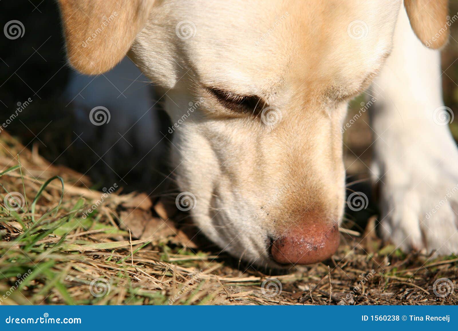 Dog Sniffing stock photo. Image of grass, curious, sniffing - 1560238