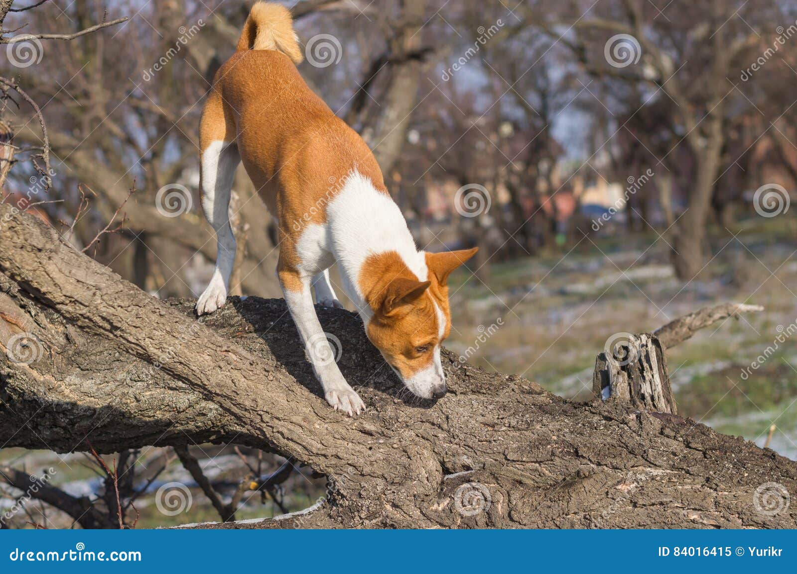 Dog Sniffing Around Its Territory on a Nearest Tree at Fall Season ...