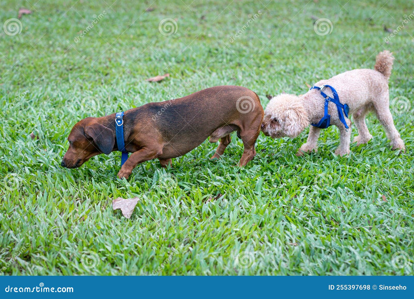 Dog Sniffing the of Another Dog Stock Photo - Image of dachshund ...