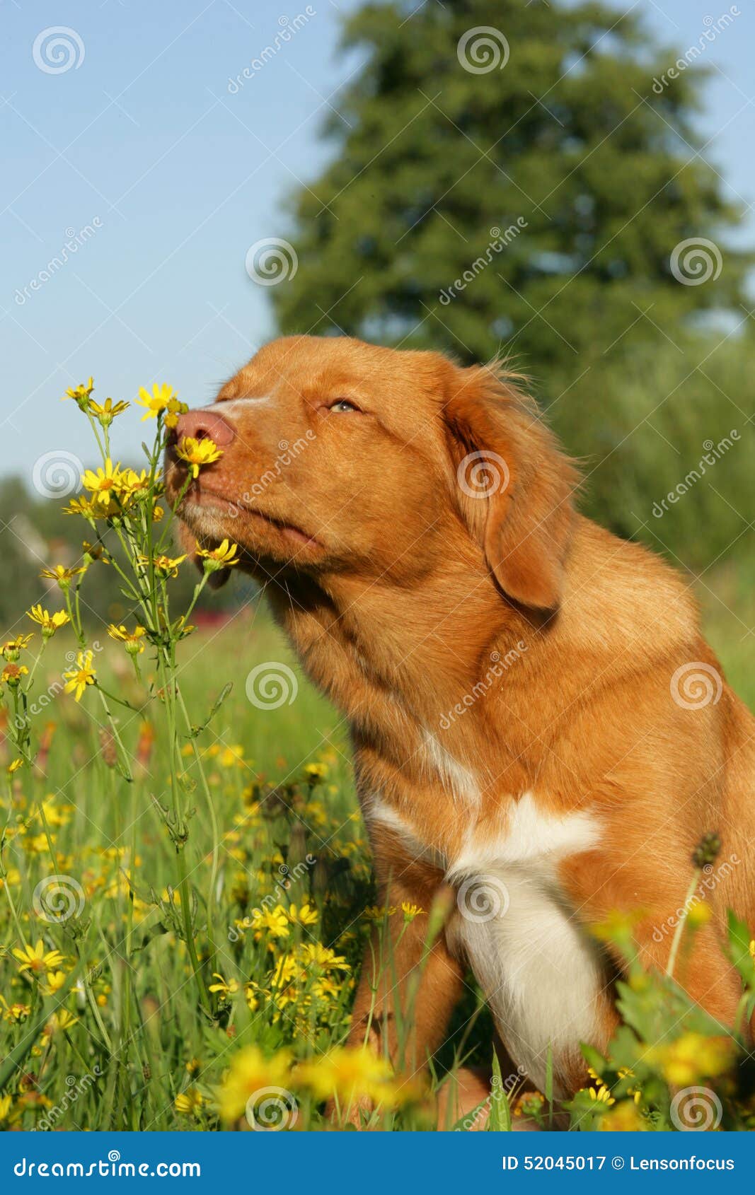 Dog is Sniffing at a Flower Stock Image - Image of duck, nuzzle: 52045017