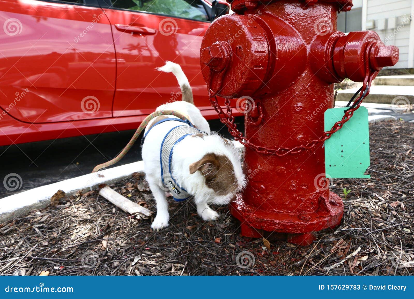 Dog sniffs a fire hydrant stock image. Image of fire - 157629783