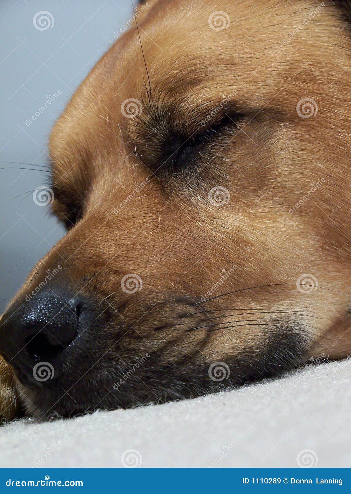 Dog snoot stock image. Image of black, canine, perro, hair - 1110289