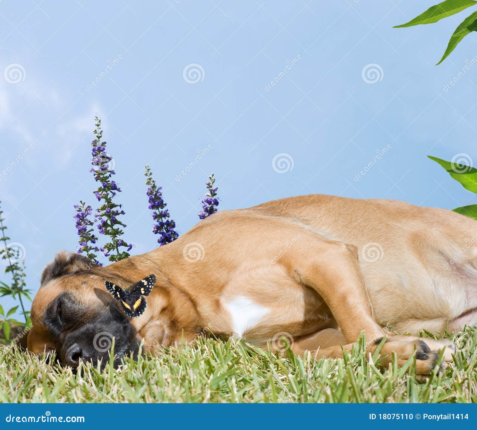 Dog Snoozing in a Field of Flowers Stock Photo - Image of field, blue ...