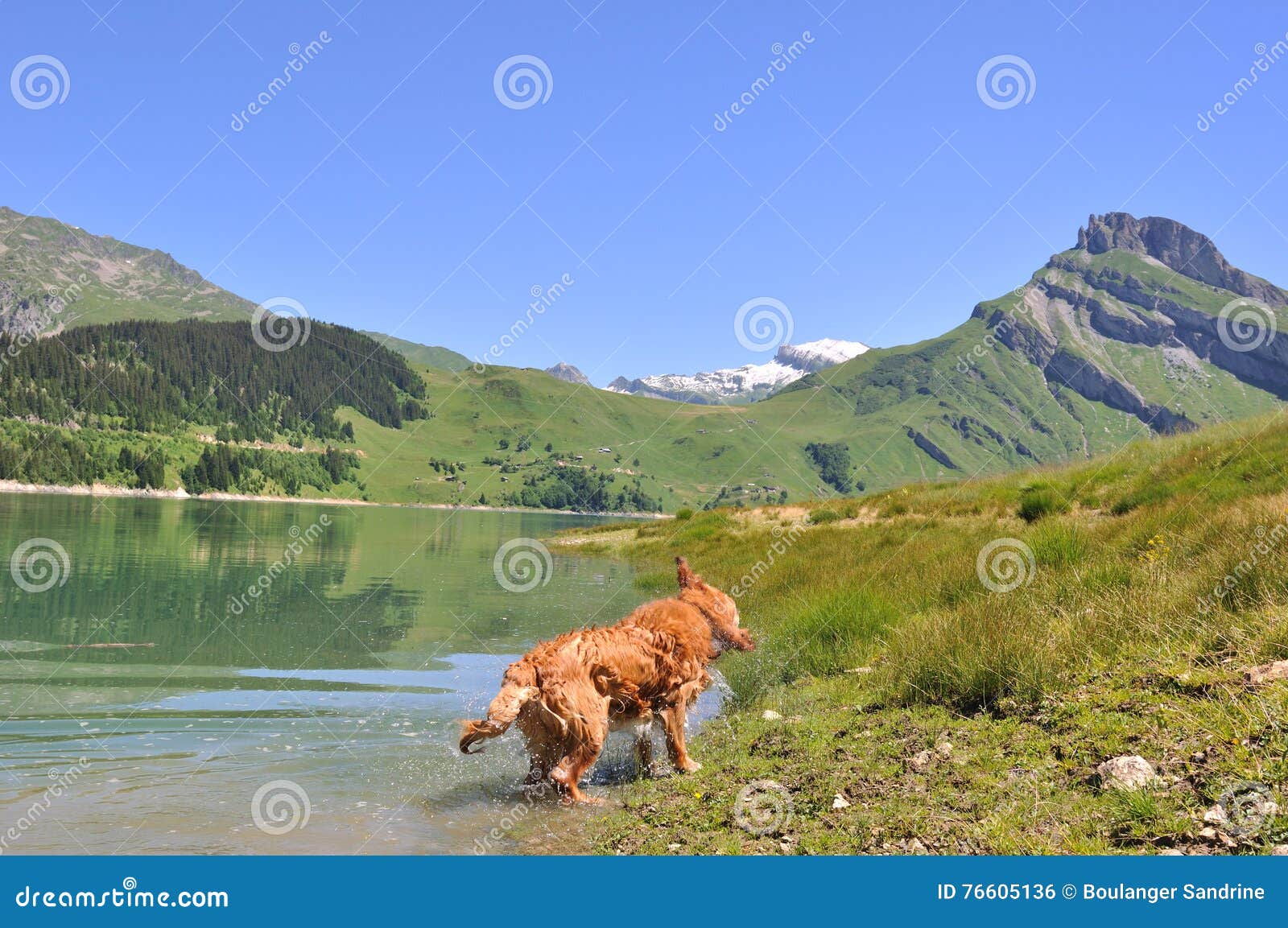 Dog snorting stock photo. Image of splash, lake, retriever - 76605136