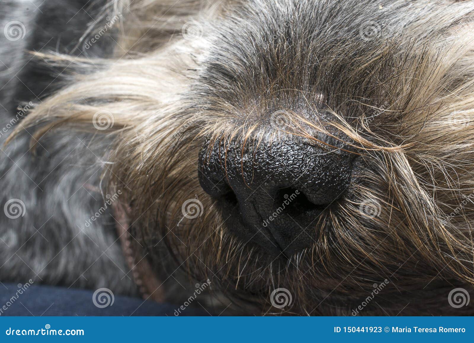 Dog snout stock image. Image of muzzle, canine, closeup - 150441923