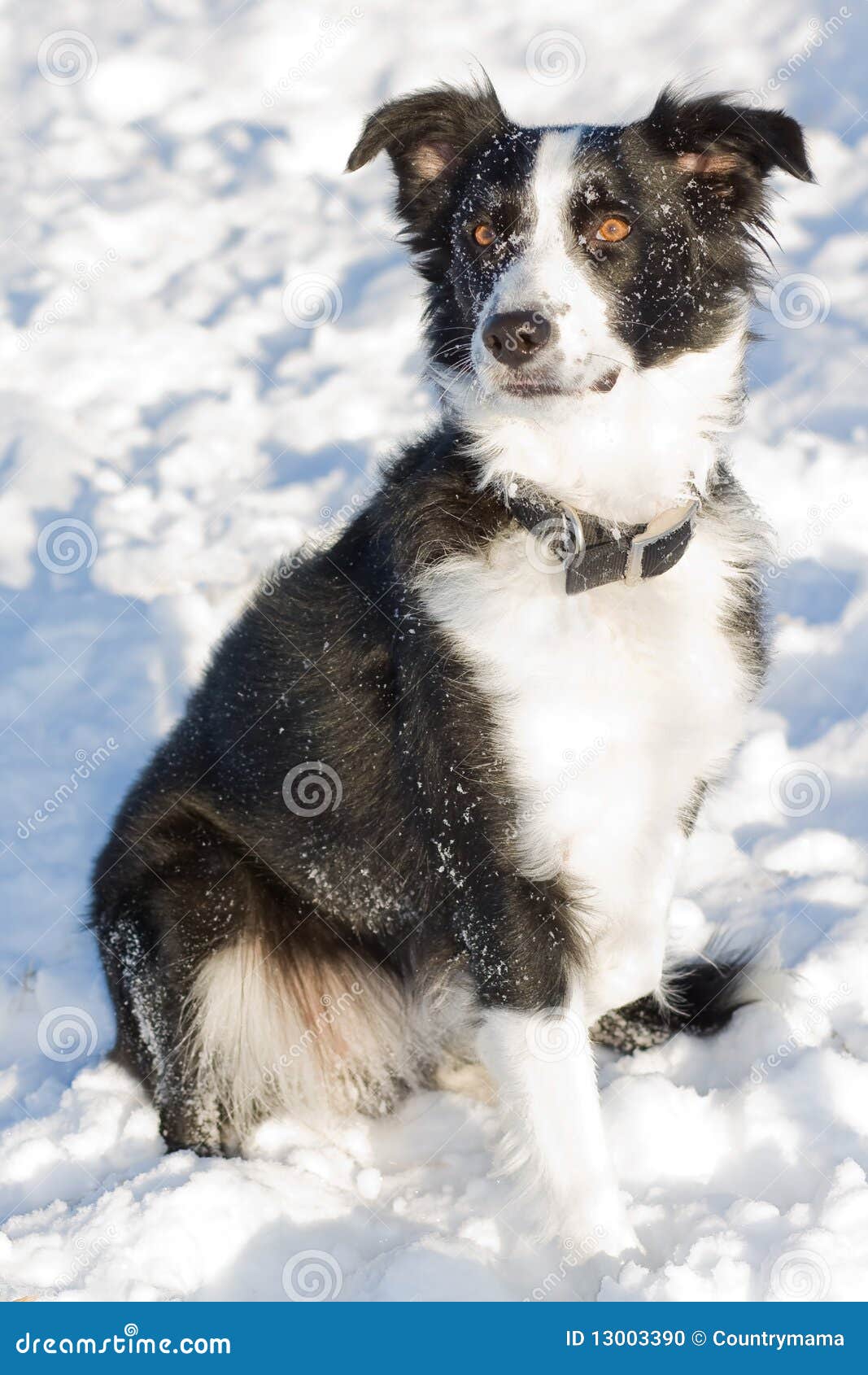 Dog in snow stock photo. Image of glowing, furry, calm - 13003390