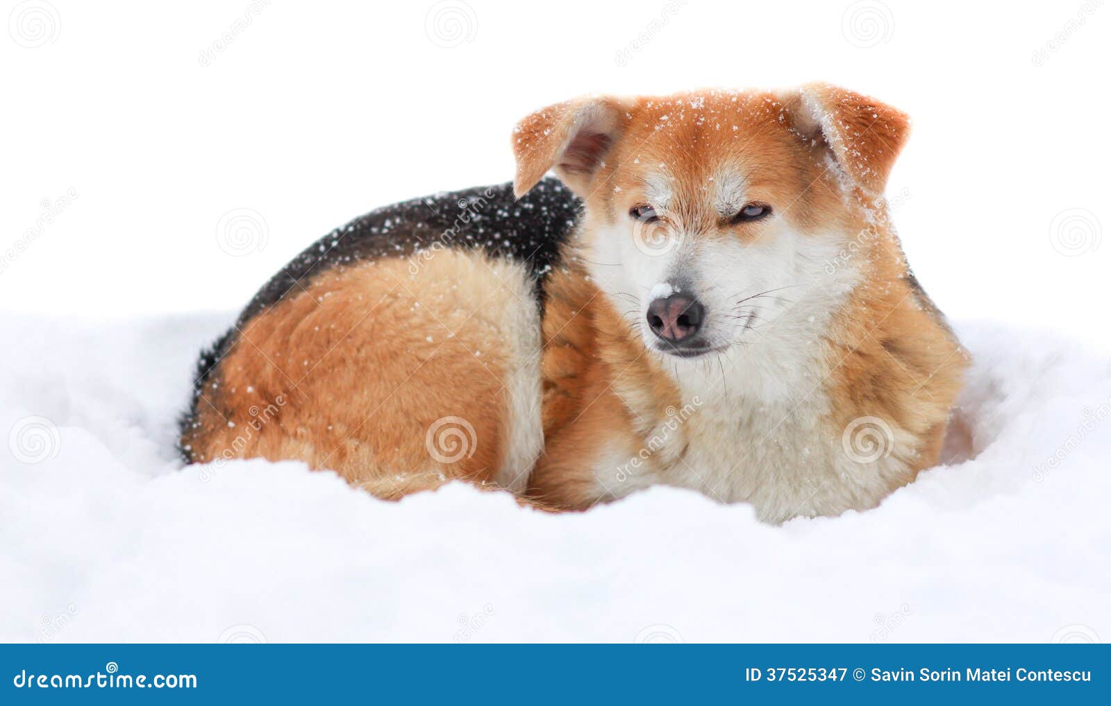 Dog in the snow stock image. Image of heating, home, cool - 37525347