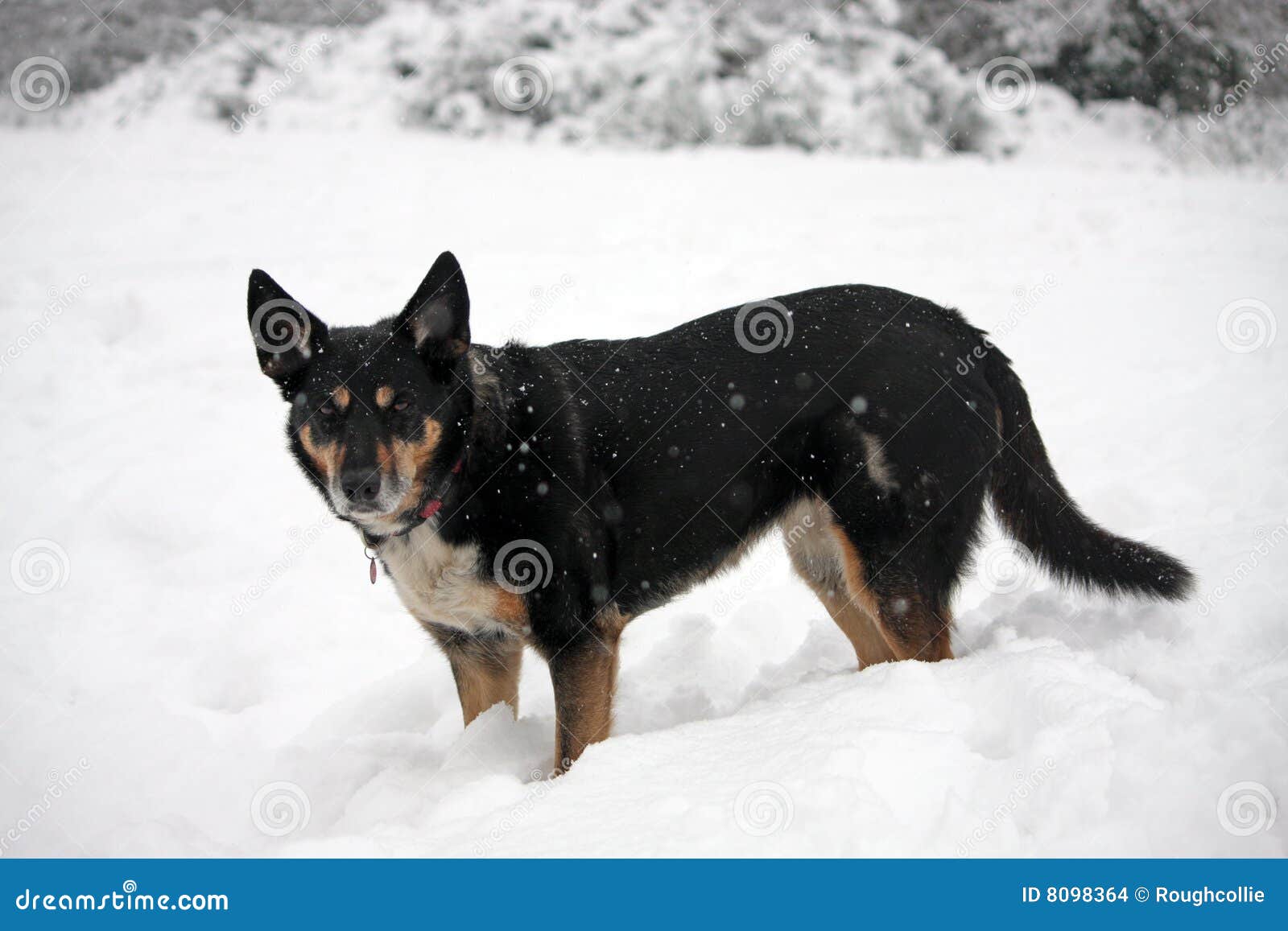 Dog in the snow stock photo. Image of winter, stand, handsome - 8098364