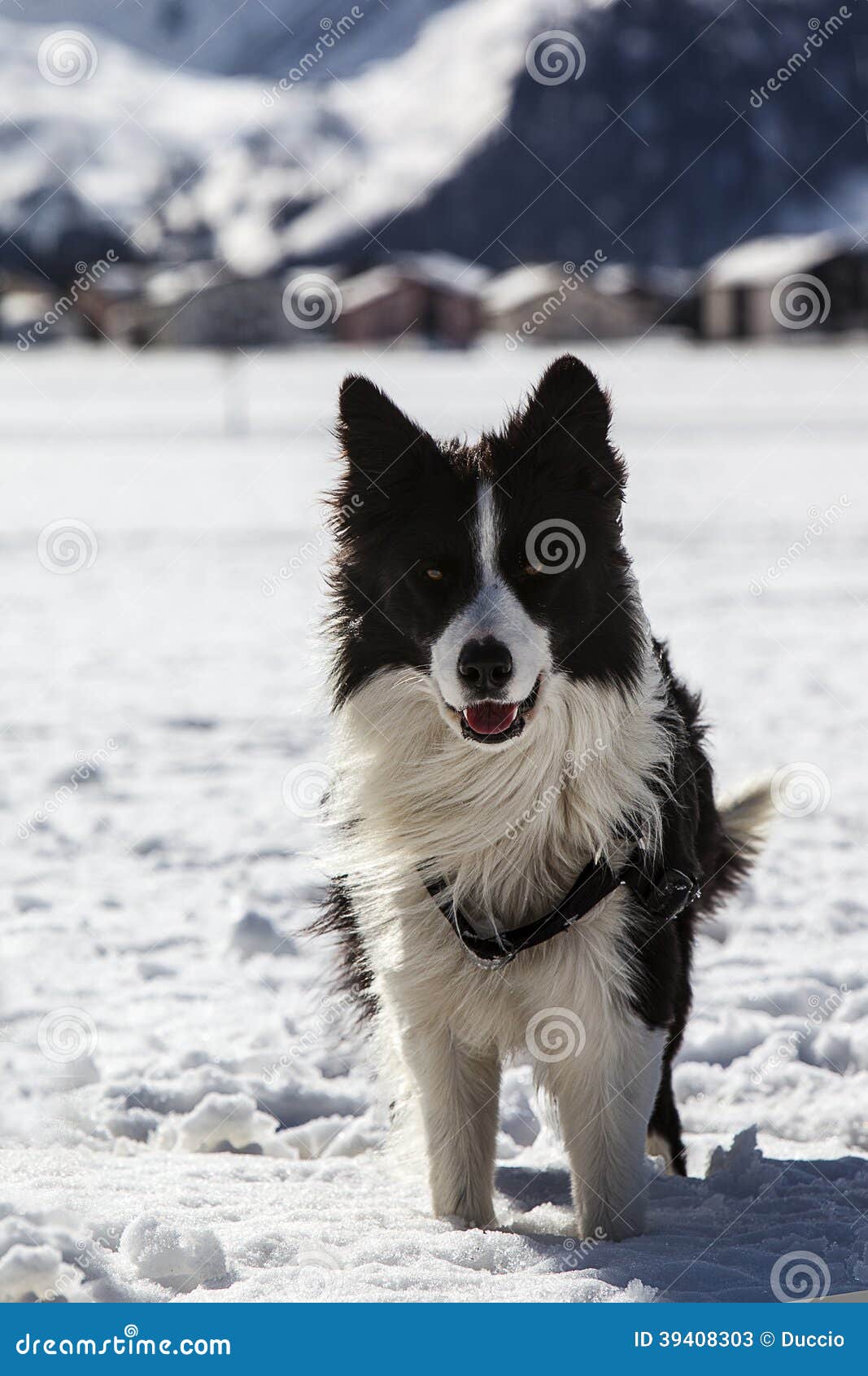 Dog on the snow stock image. Image of trust, collie, frost - 39408303