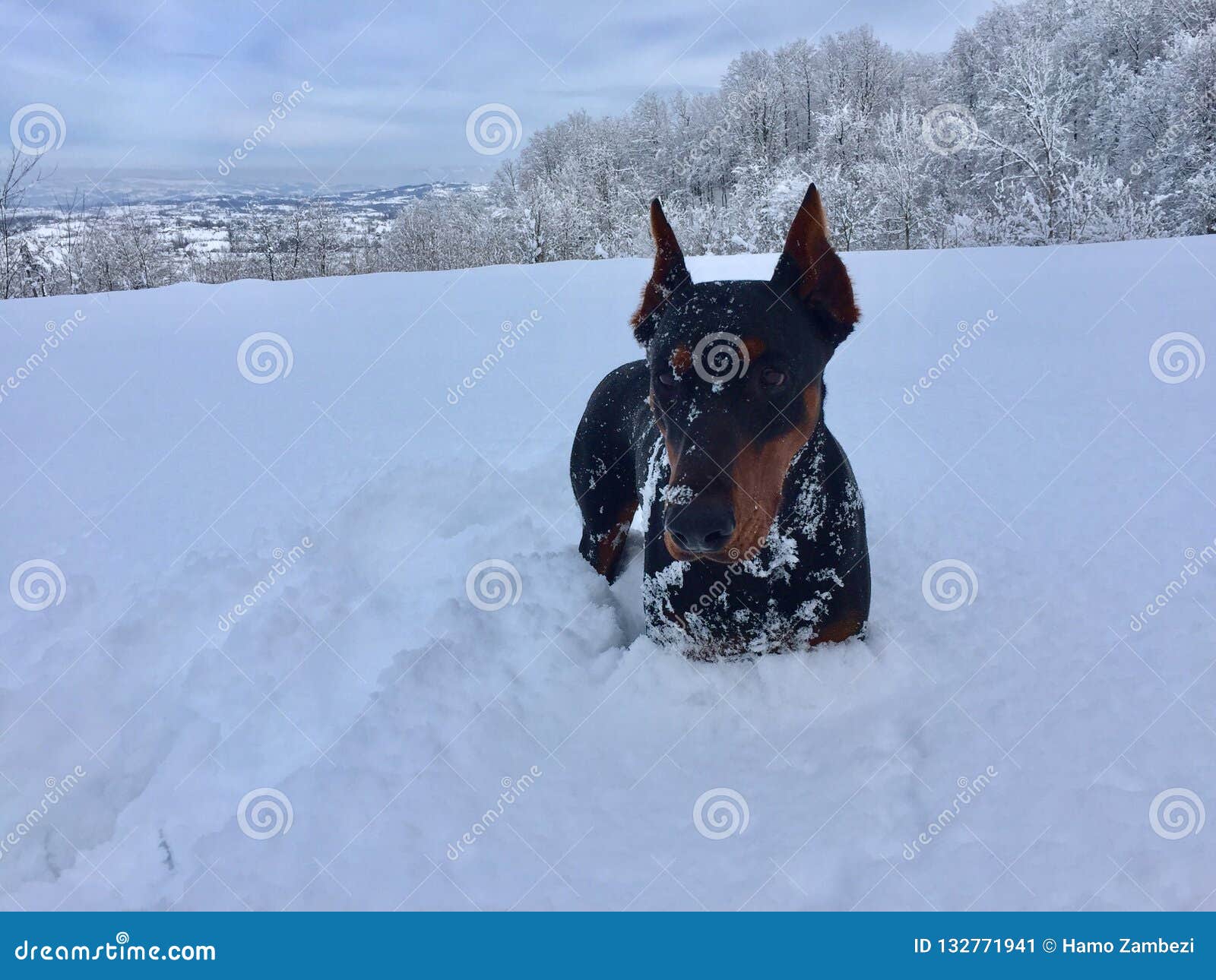 Dog in a snow stock image. Image of doberman, deep, snow - 132771941