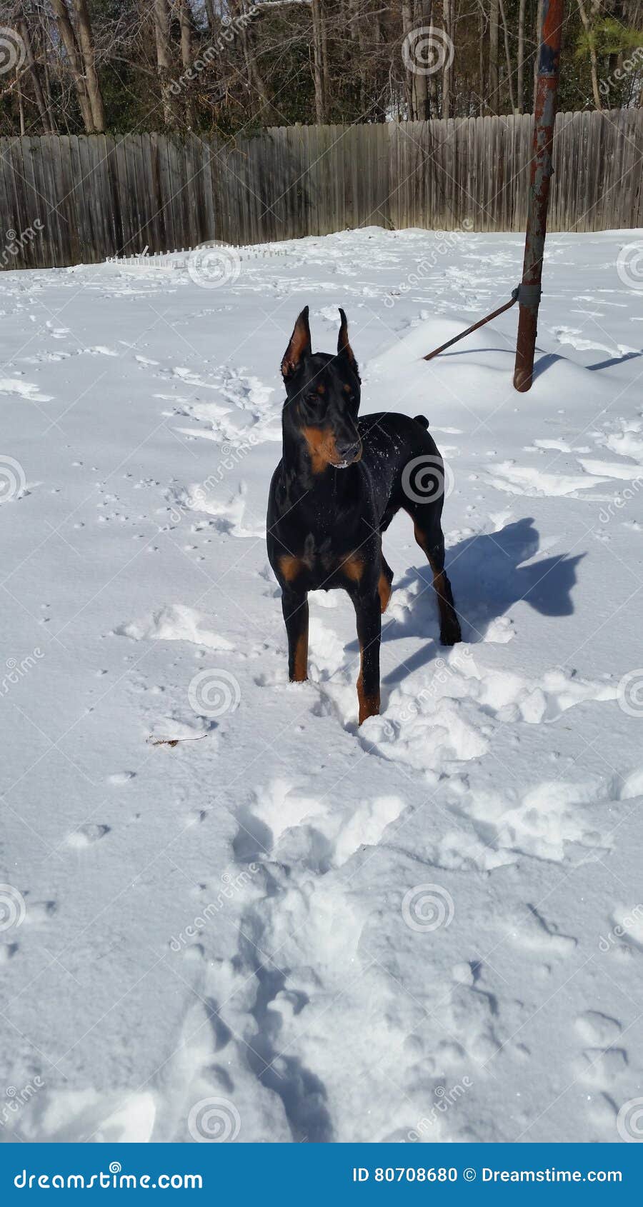 Dog in snow stock photo. Image of footprints, white, beautiful - 80708680