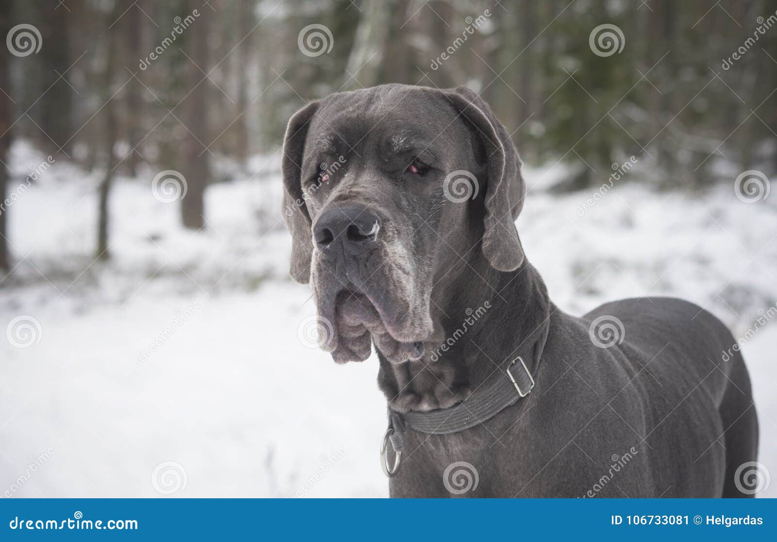 Dog on snow stock image. Image of serious, great, dane - 106733081