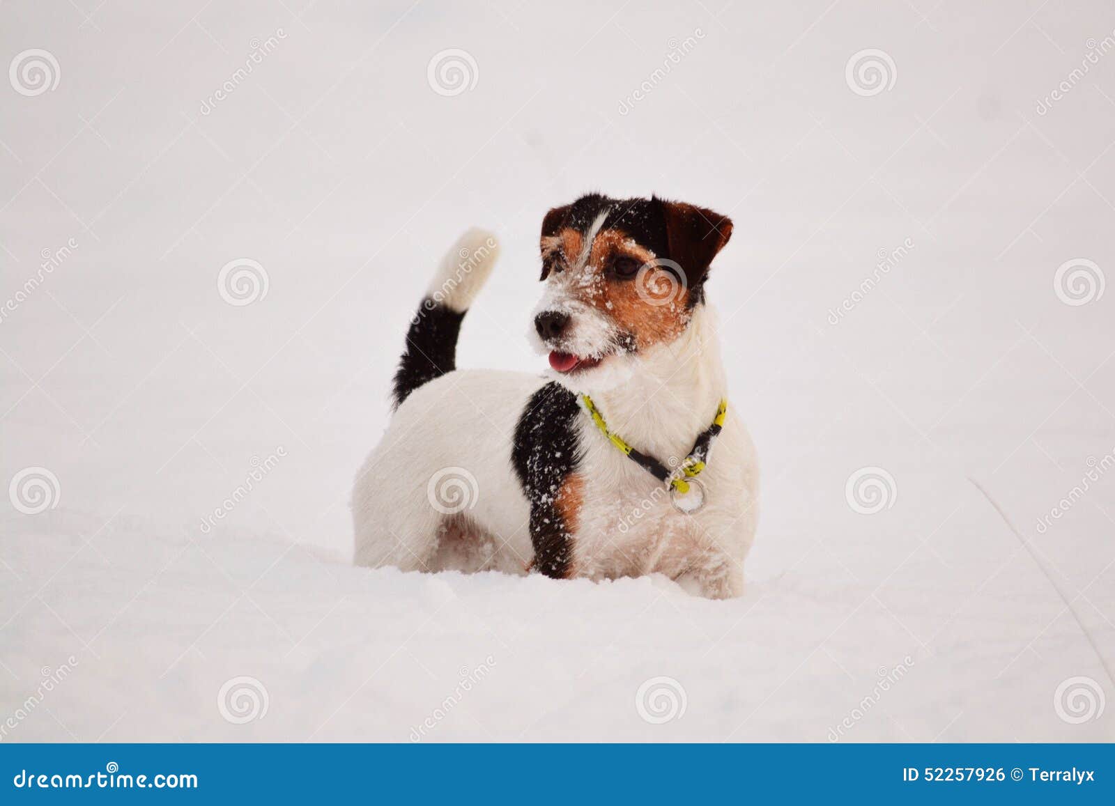 Dog in snow stock photo. Image of terrier, jack, deep - 52257926