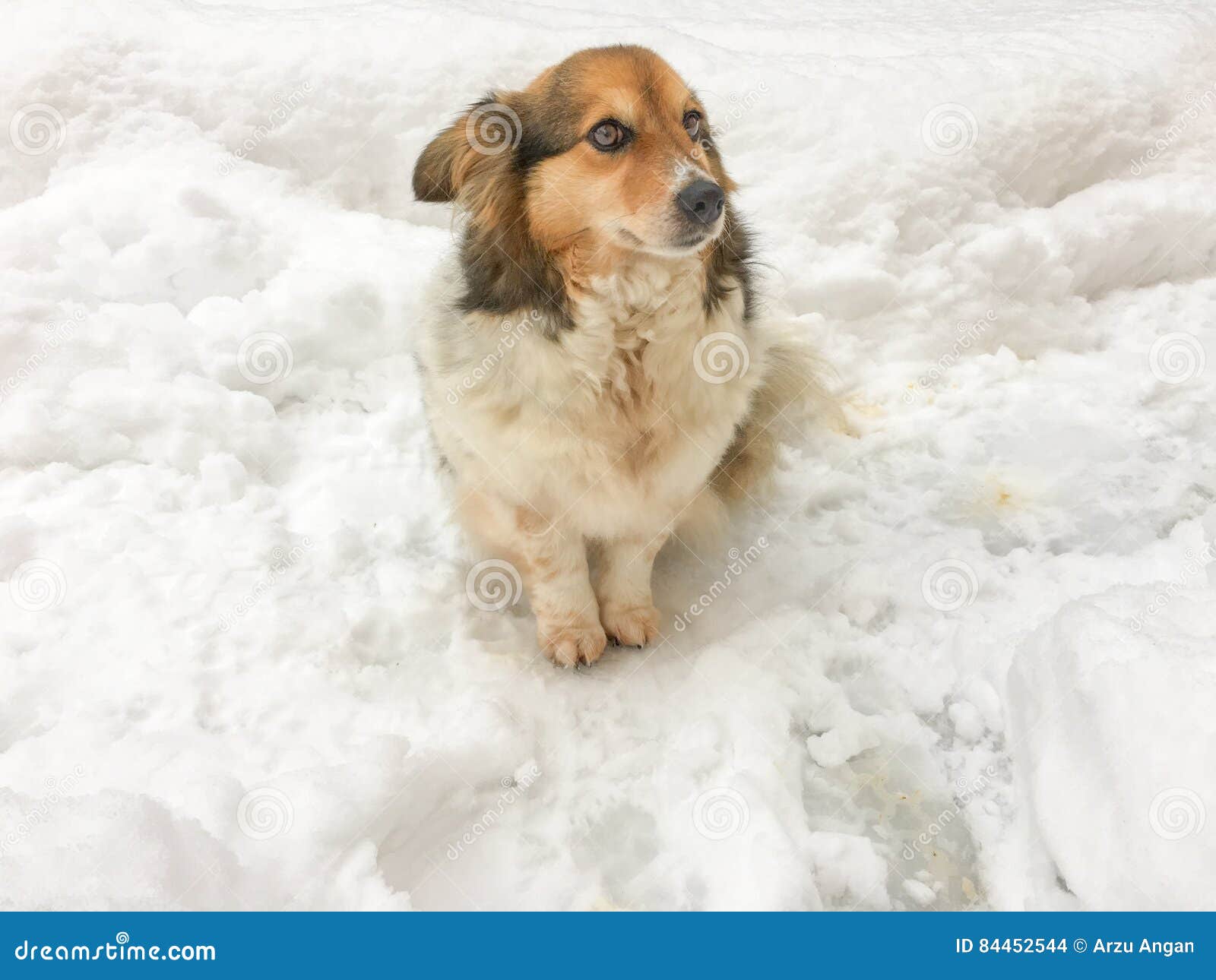 Dog on the snow stock photo. Image of scene, corgi, freezing - 84452544