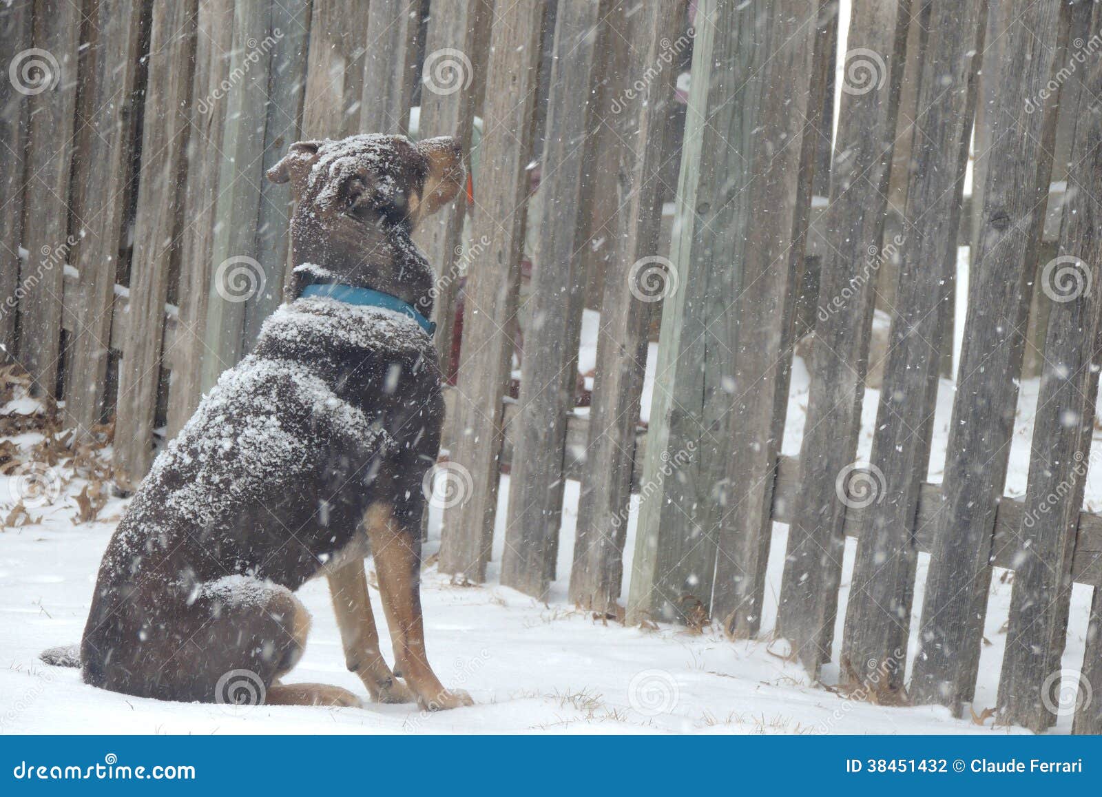 A Dog in the Snow Storm stock photo. Image of snow, storm - 38451432