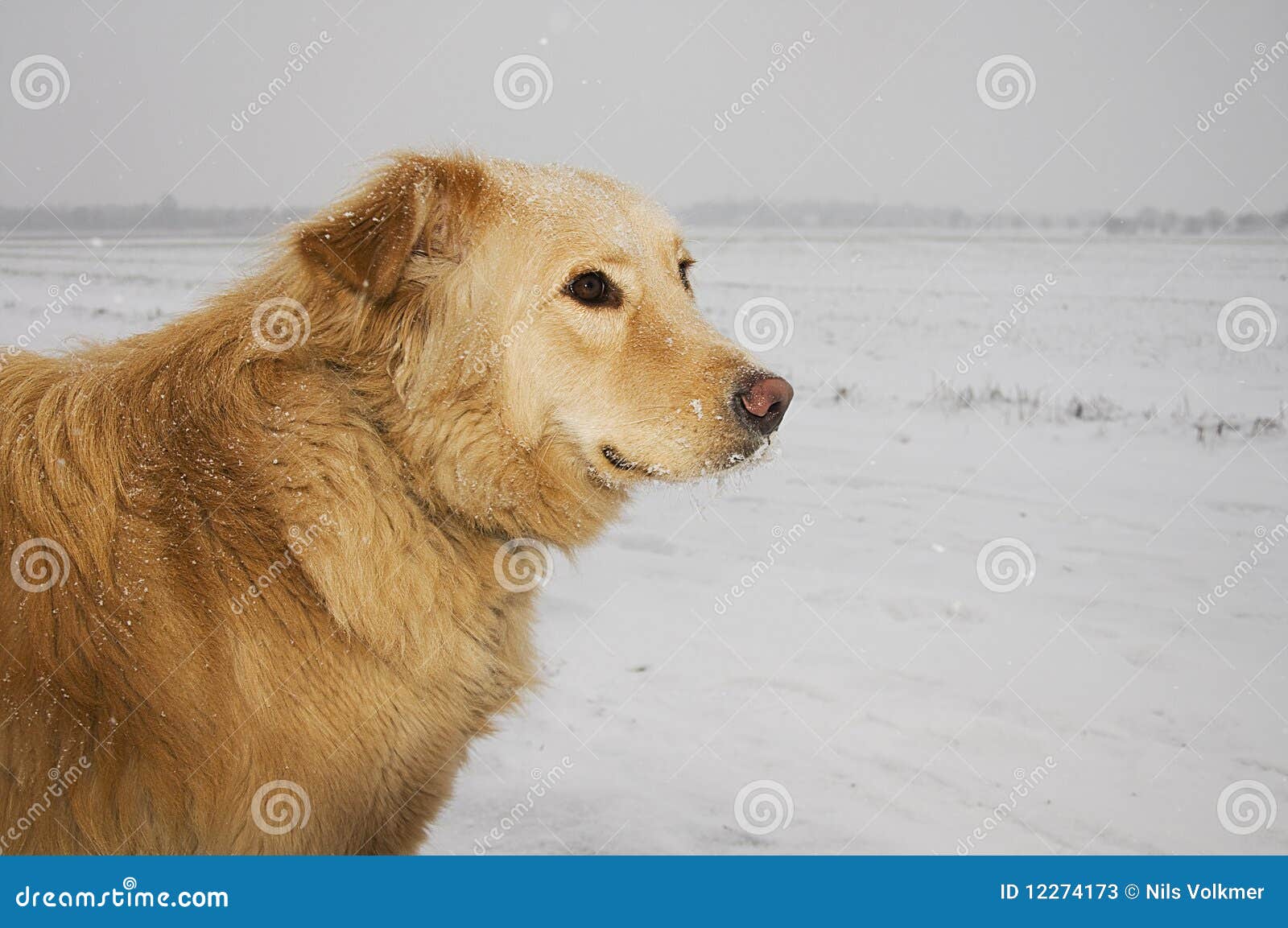 Dog in a snowstorm stock image. Image of park, grey, gray - 12274173