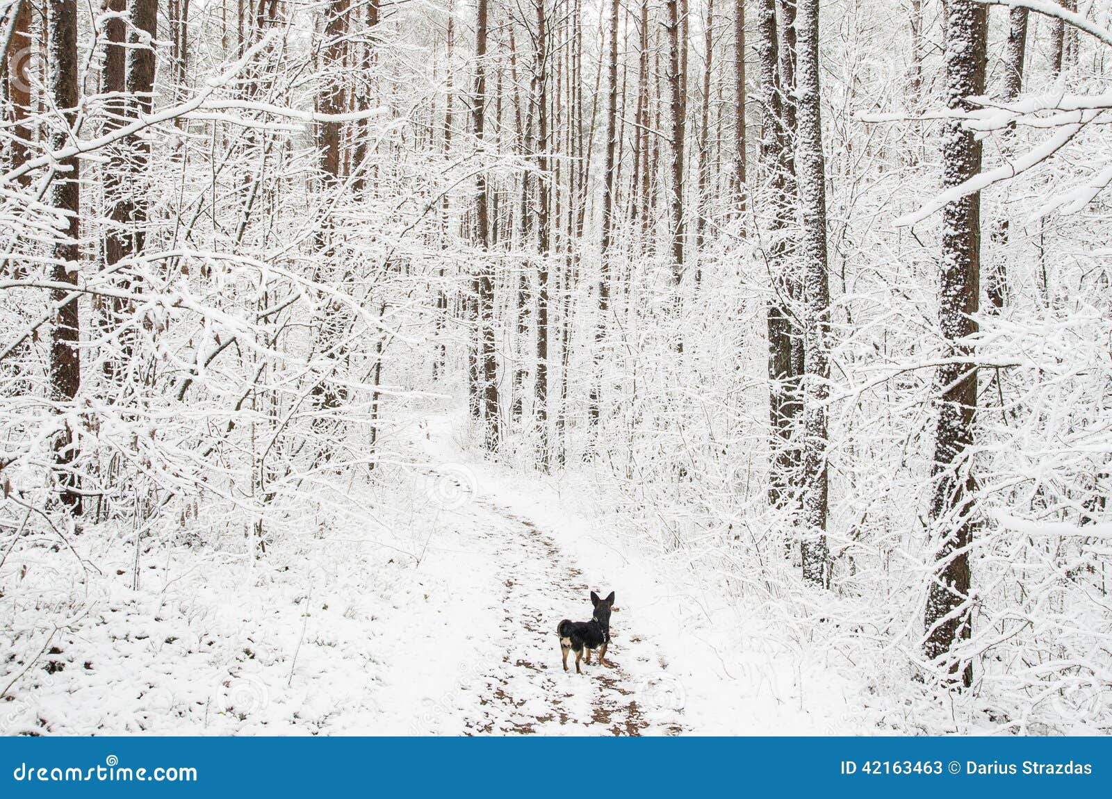 Dog in the Snowy Forest Path Stock Image - Image of path, nature: 42163463