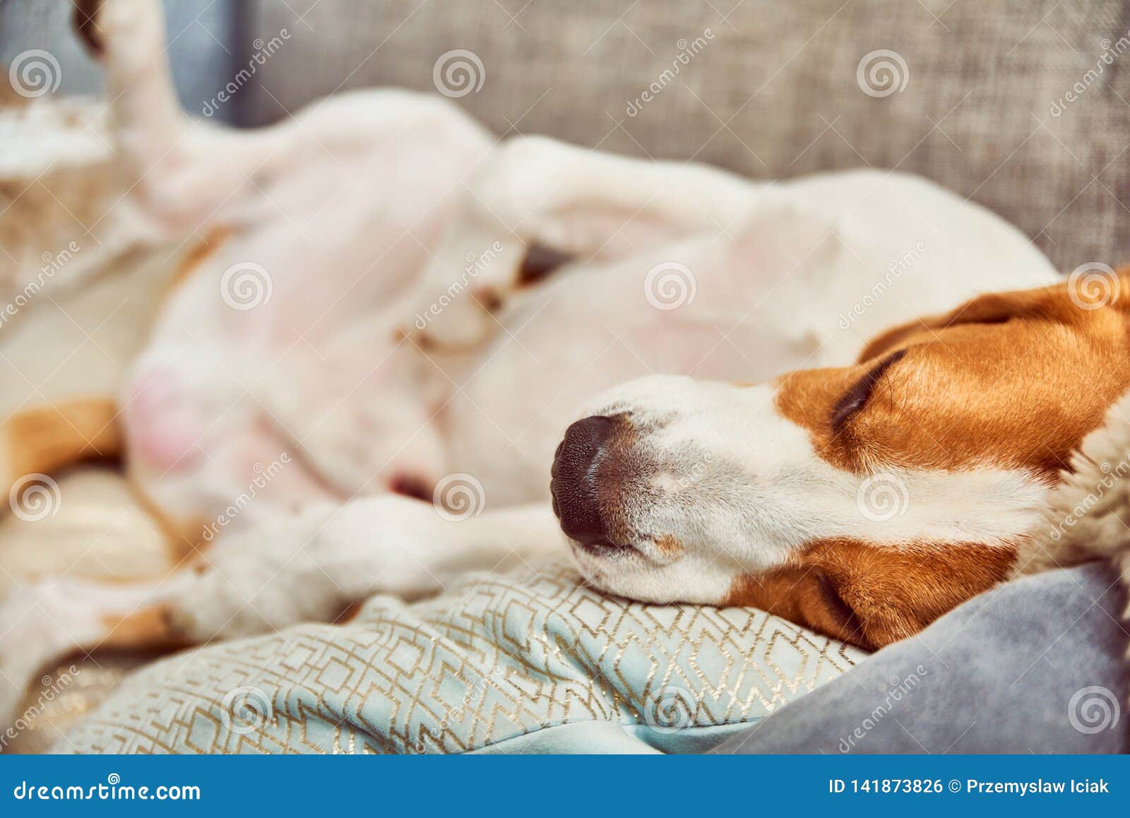 Beagle Dog Tired Sleeping on Couch Stock Photo - Image of pillows ...