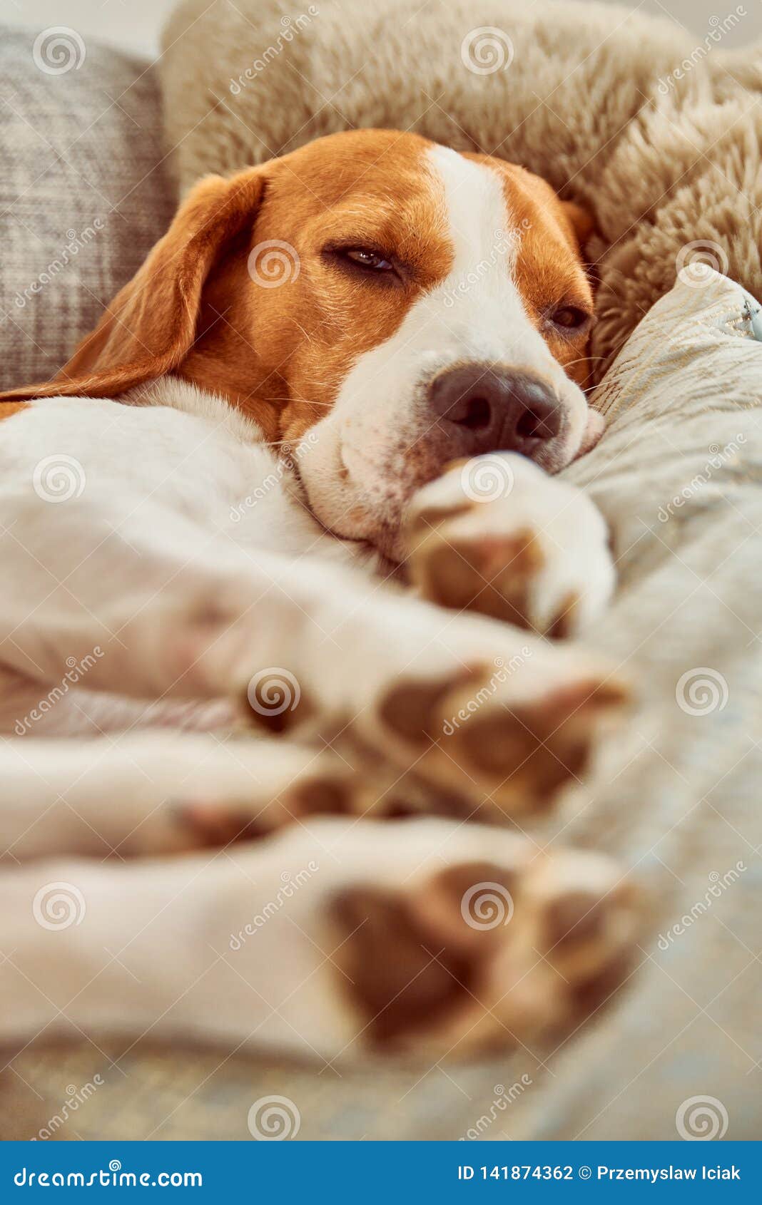 Beagle Dog Tired Sleeping on Couch Stock Photo - Image of indoors ...