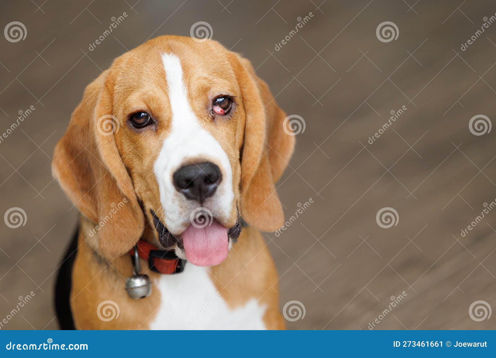 A dog sore eyes stock image. Image of tear, eyeball - 273461661