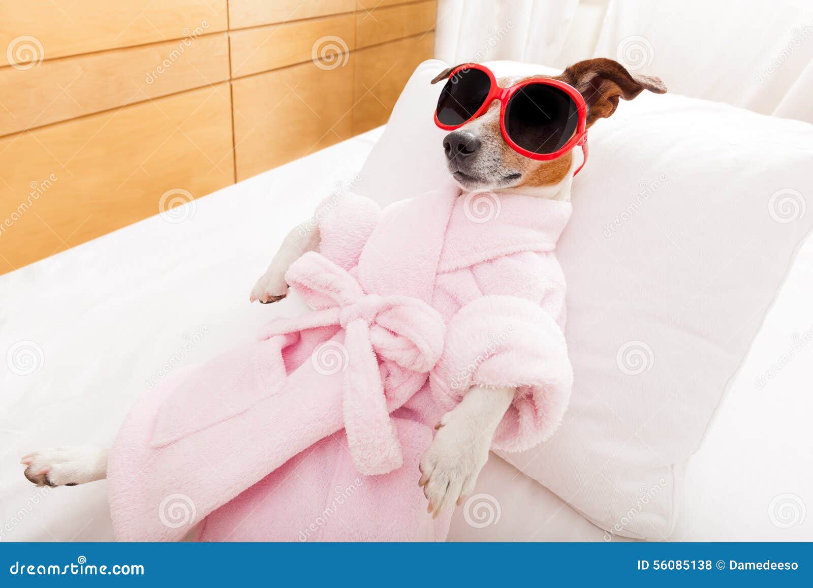 Dog spa wellness stock foto. Image of rust, grooming - 56085138