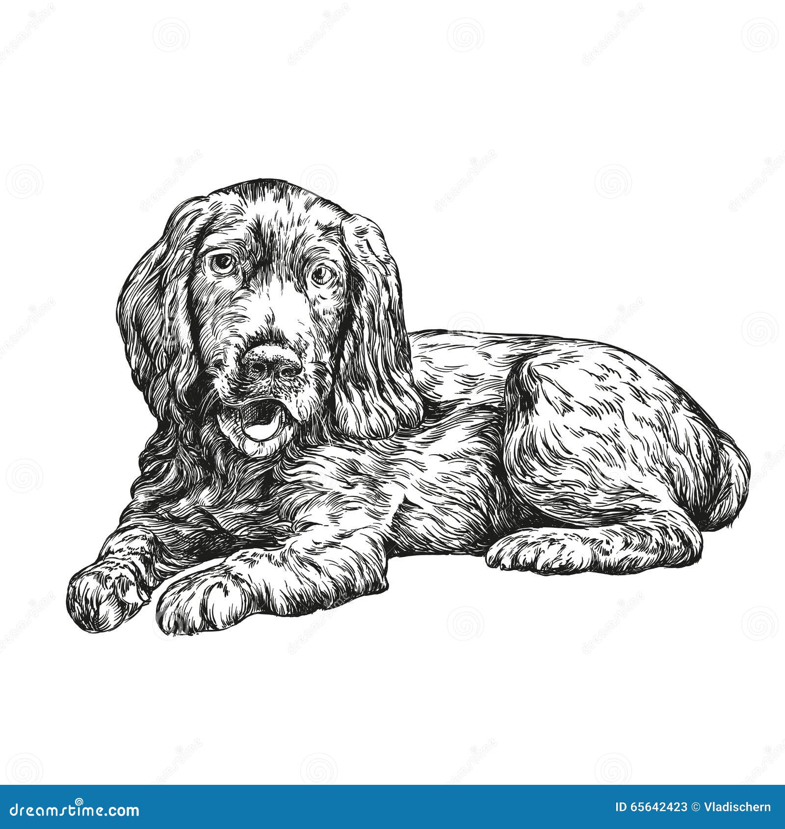 Dog Spaniel Hand Drawn Vector Llustration Sketch Stock Vector ...