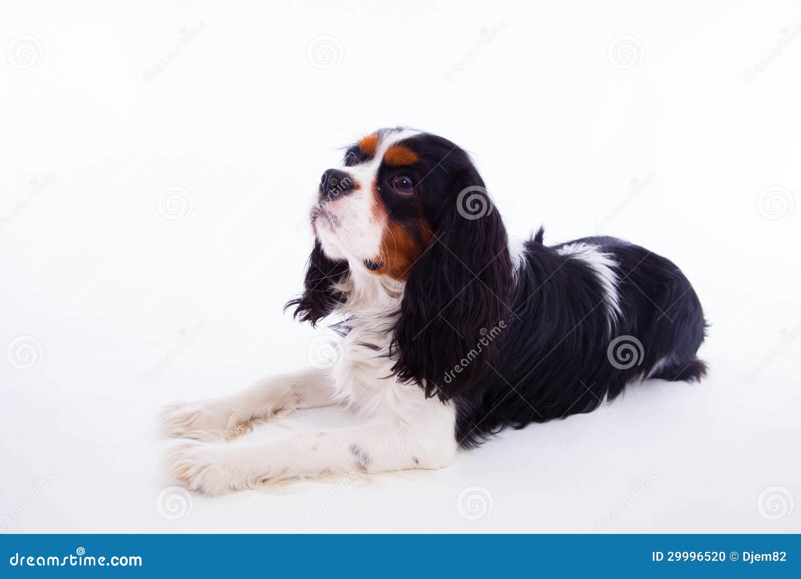 Dog spaniel stock photo. Image of doggy, isolated, creature - 29996520