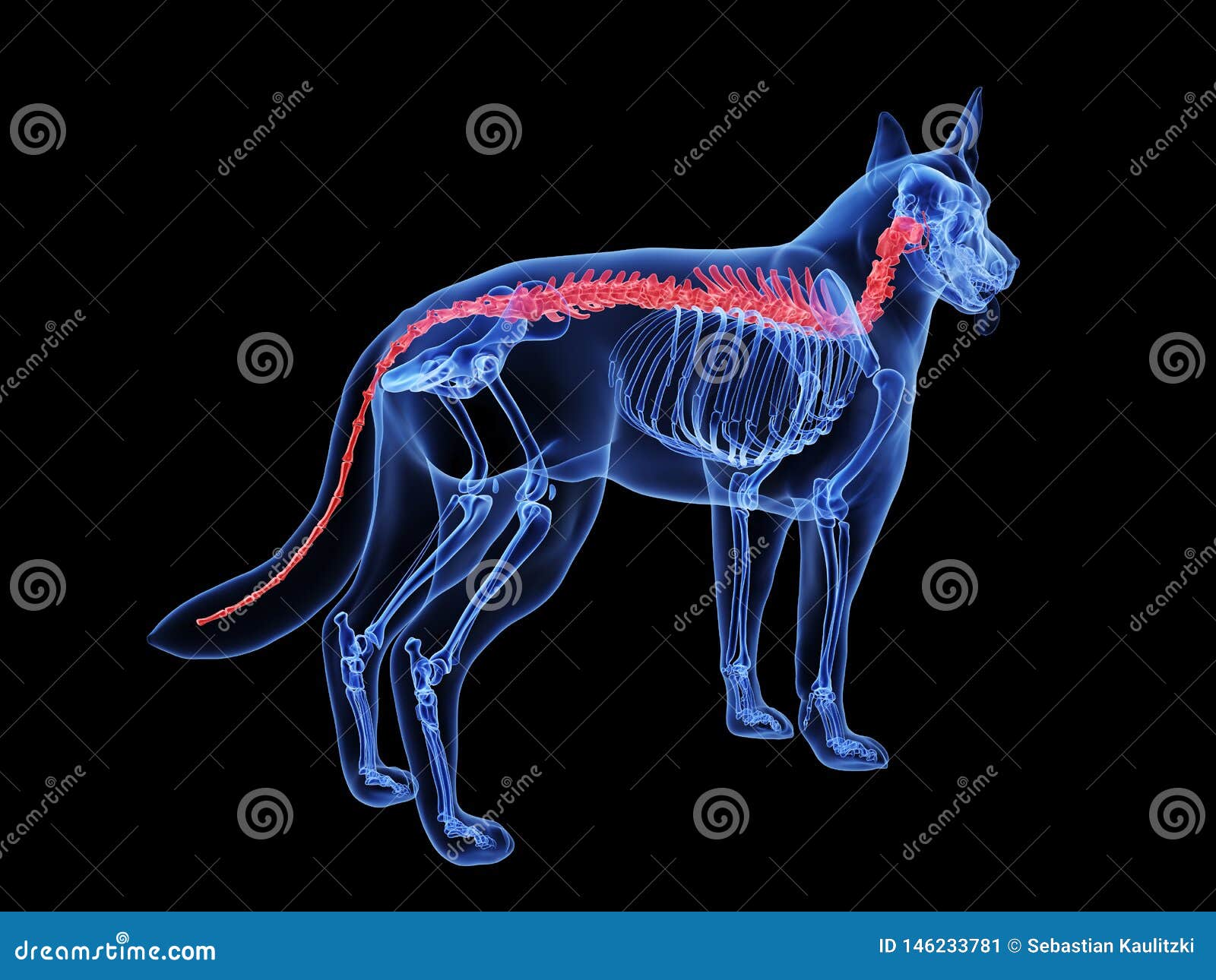 A dog spine stock illustration. Illustration of canine - 146233781