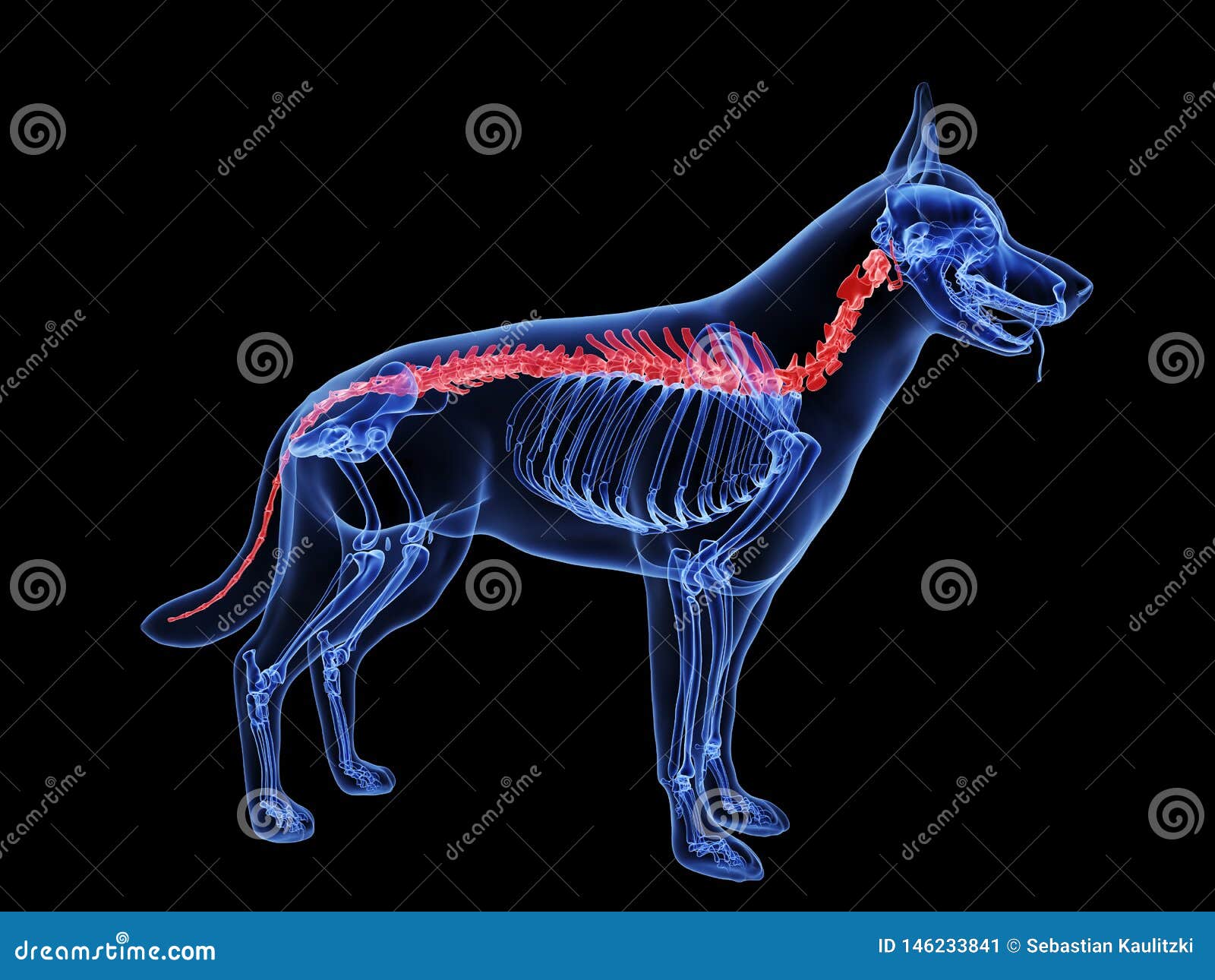A dog spine stock illustration. Illustration of spine - 146233841