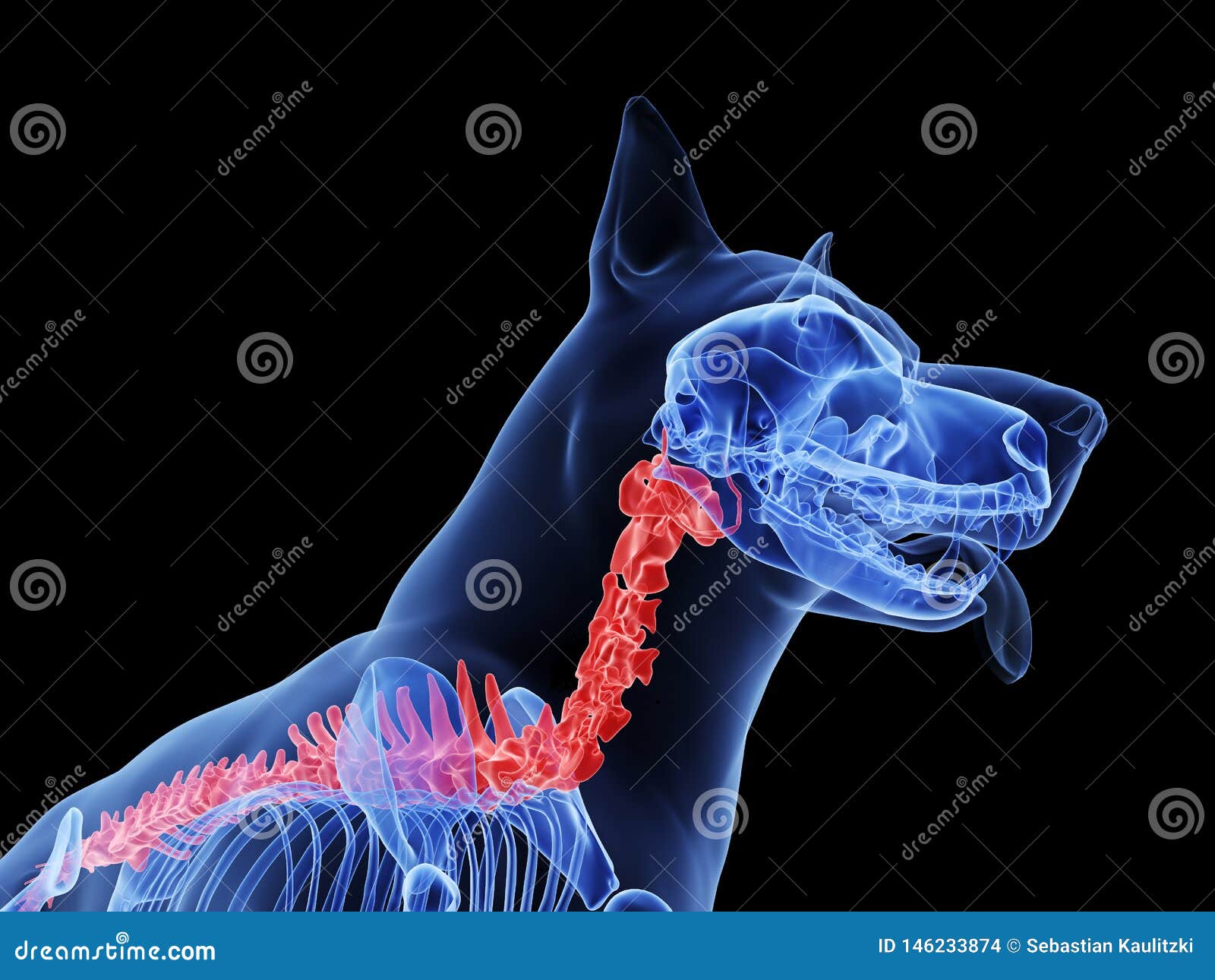A dog spine stock illustration. Illustration of spine - 146233874