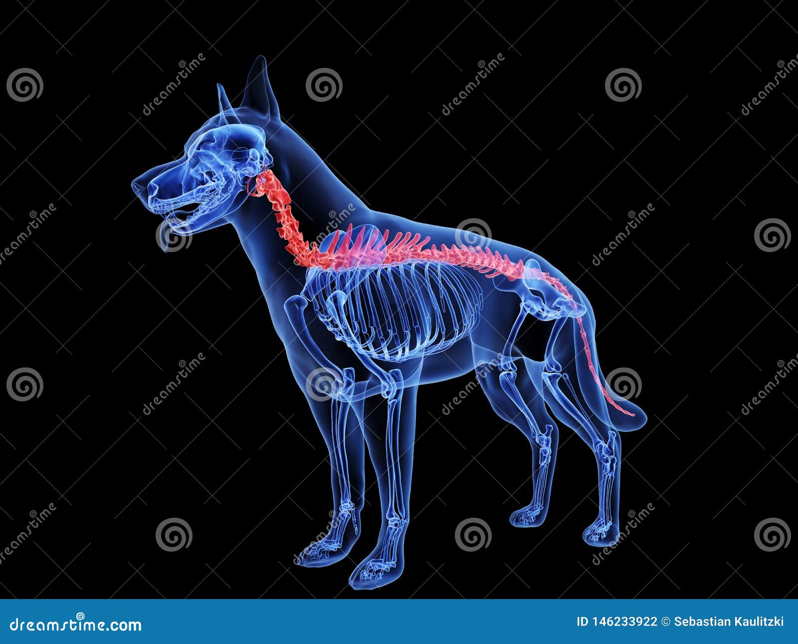 A dog spine stock illustration. Illustration of biology - 146233922