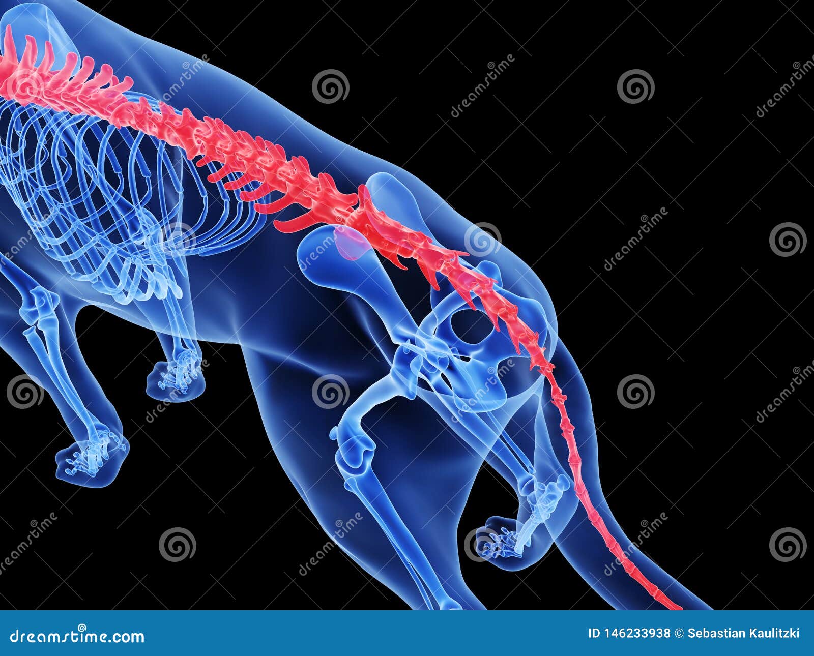 A dog spine stock illustration. Illustration of skeletal - 146233938