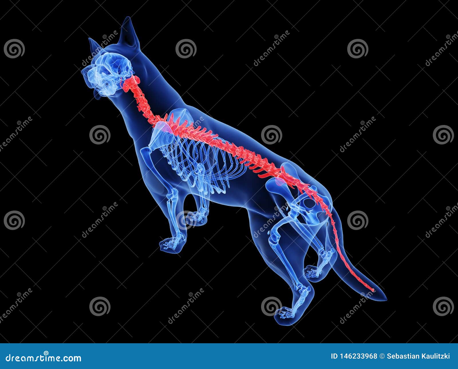 A dog spine stock illustration. Illustration of rendering - 146233968