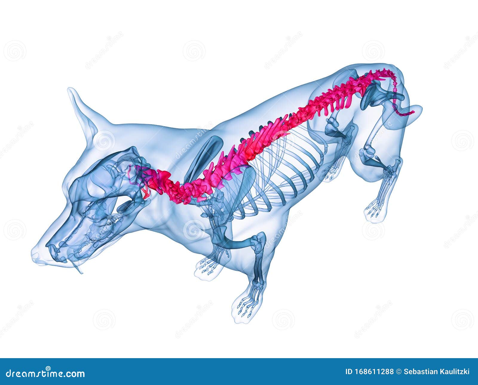 A dog spine stock illustration. Illustration of canis - 168611288