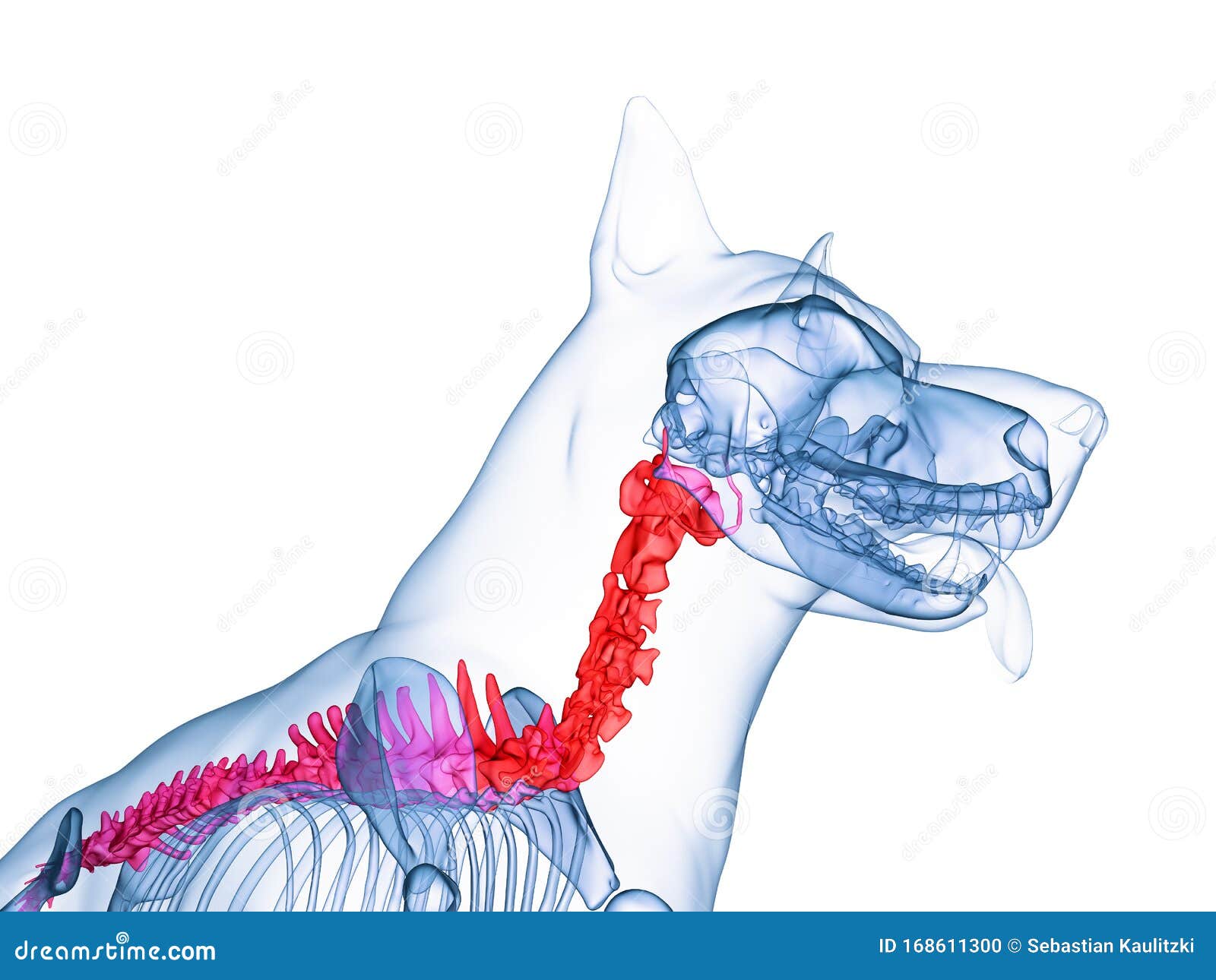 A dog spine stock illustration. Illustration of health - 168611300