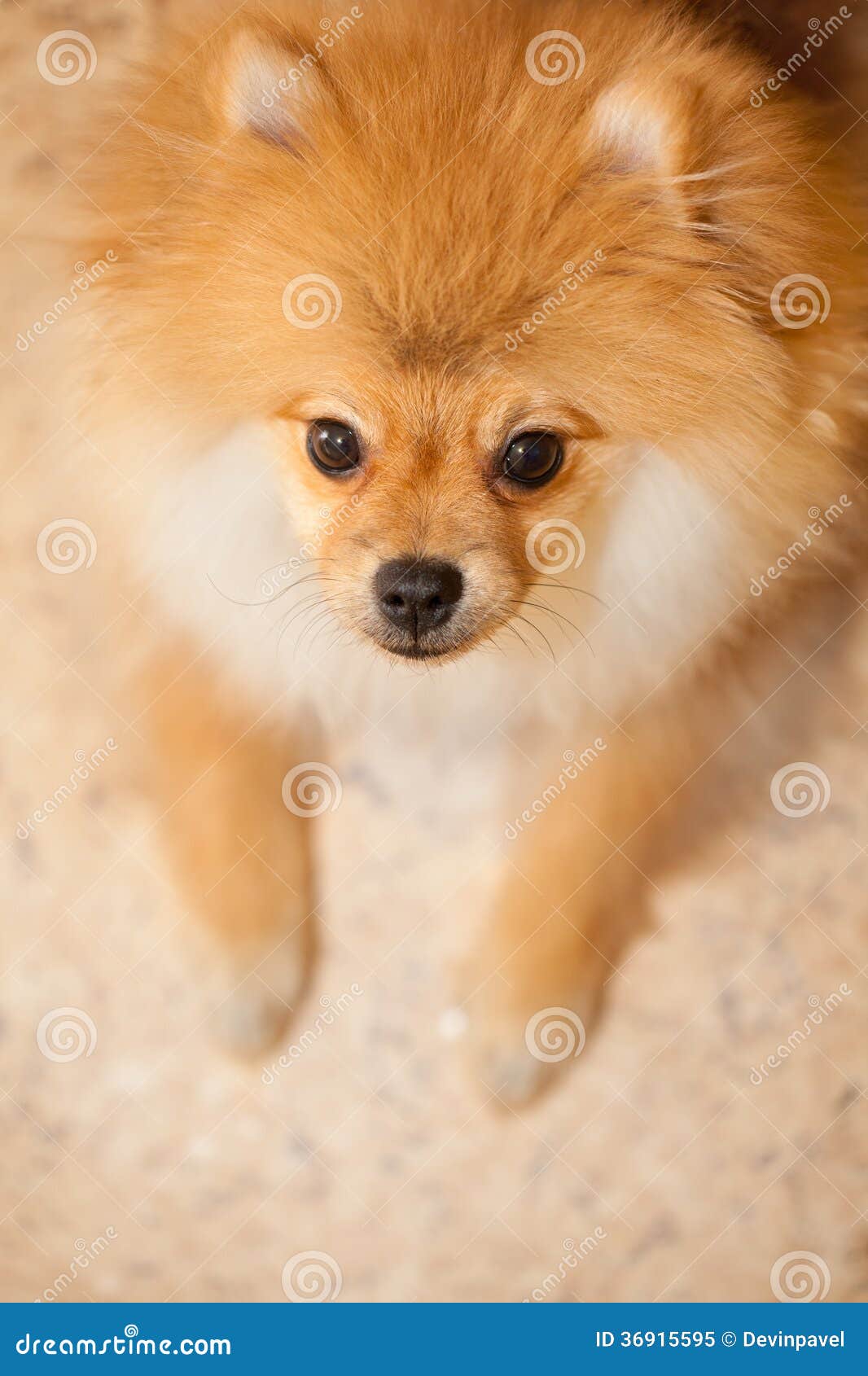 Dog Spitz Orange. Small Dog Breeds Stock Image - Image of pretty ...