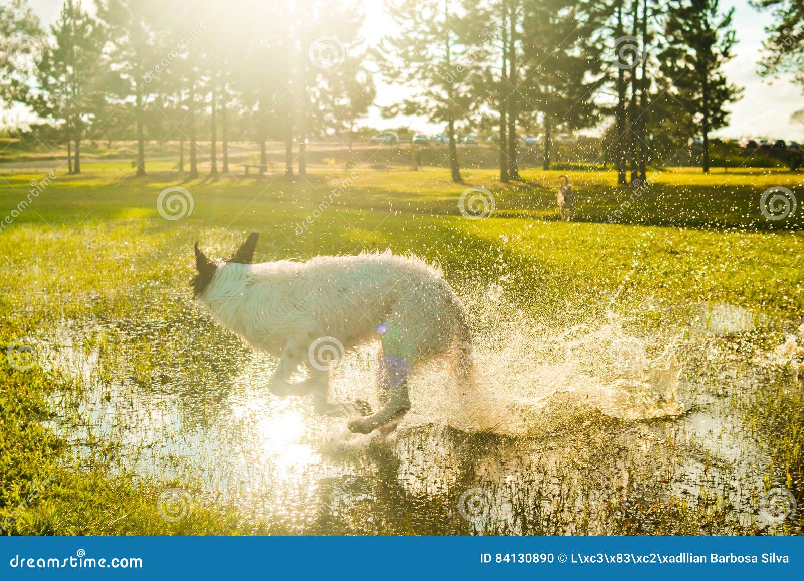 Dog splashing in puddles stock photo. Image of forrest - 84130890