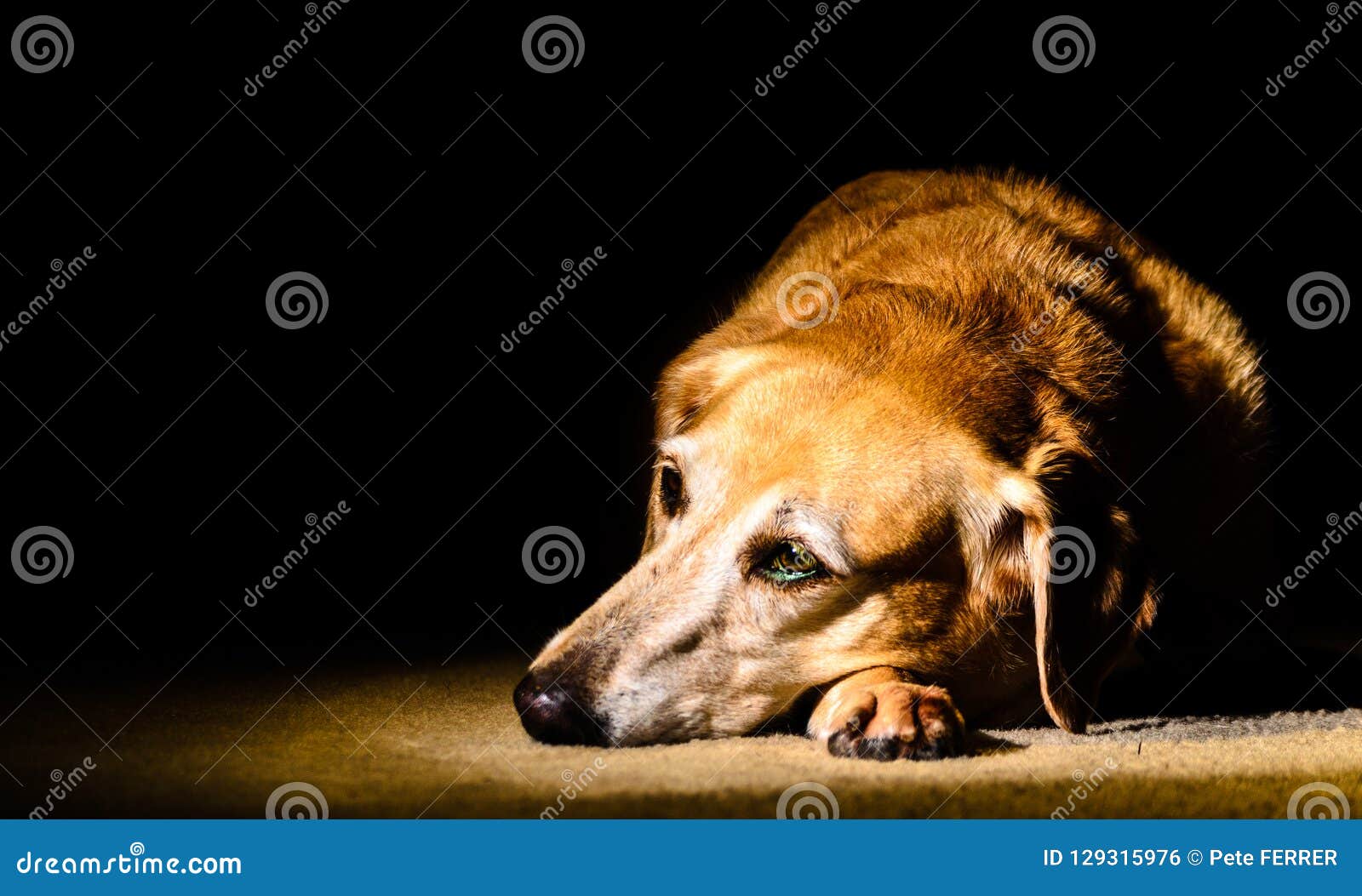 Dog in Spotlight stock photo. Image of beam, eyes, portrait - 129315976