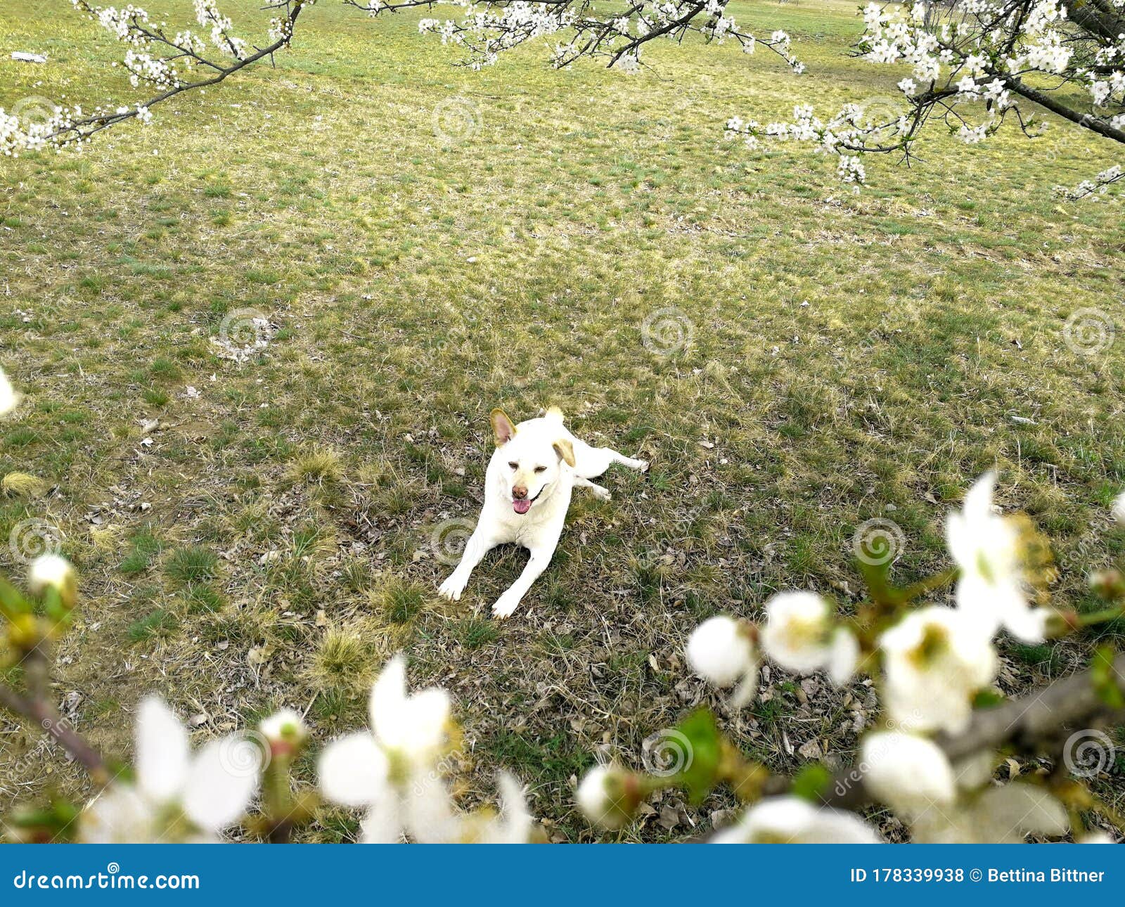 Dog in spring stock photo. Image of autumn, grass, plant - 178339938