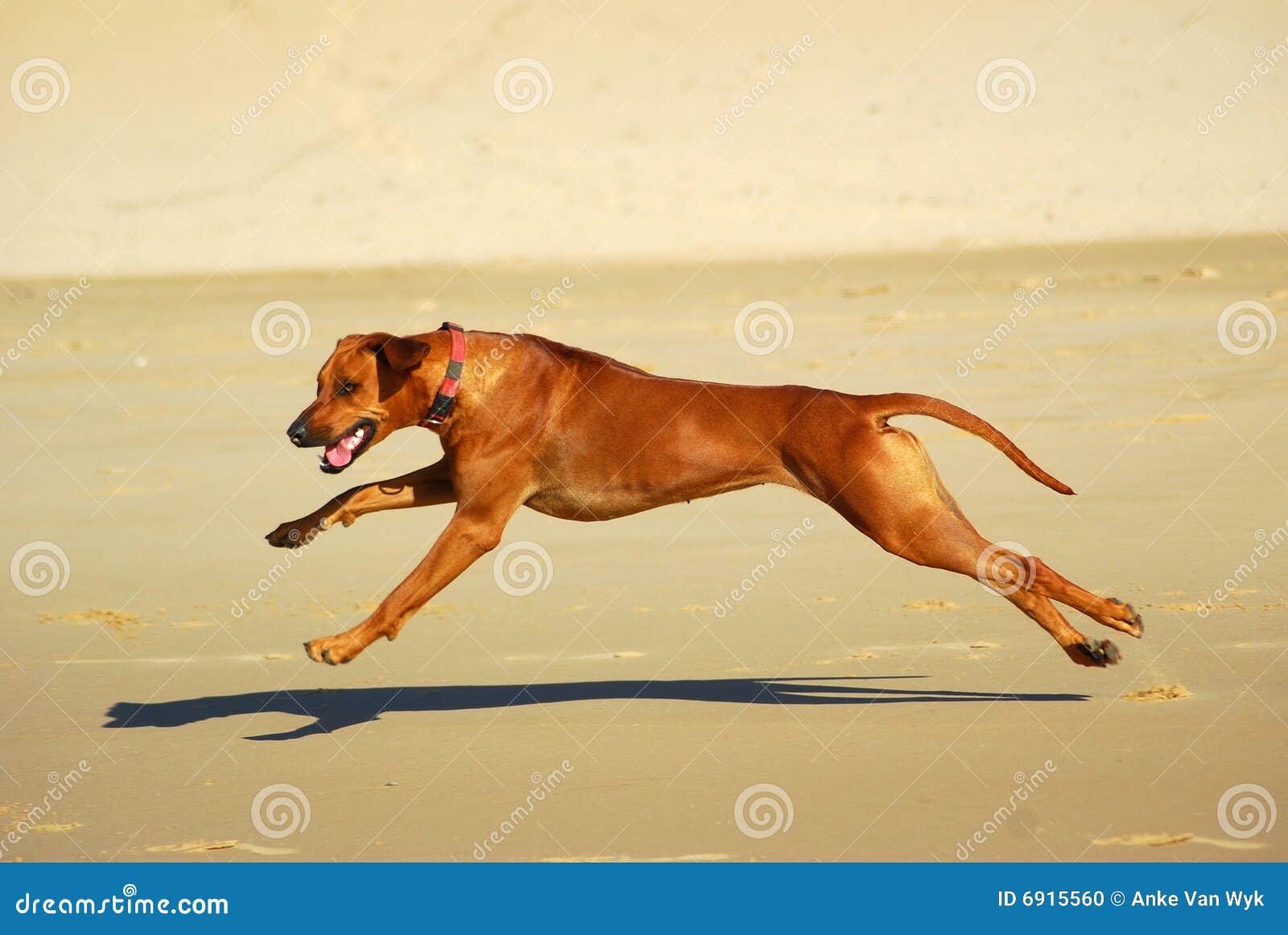 Dog sprinting stock photo. Image of crazy, playful, hounds - 6915560