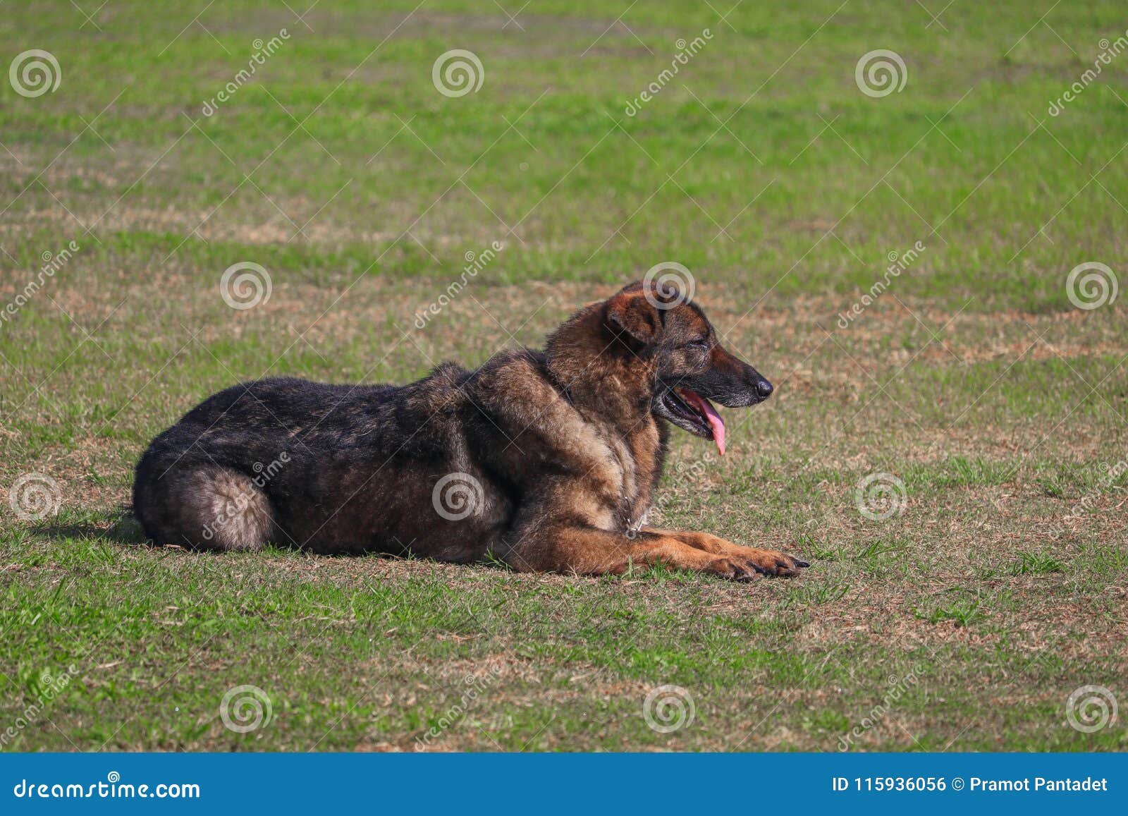 Dog Squat in Being Trained Safety by Soldier on the Grass Stock Photo ...