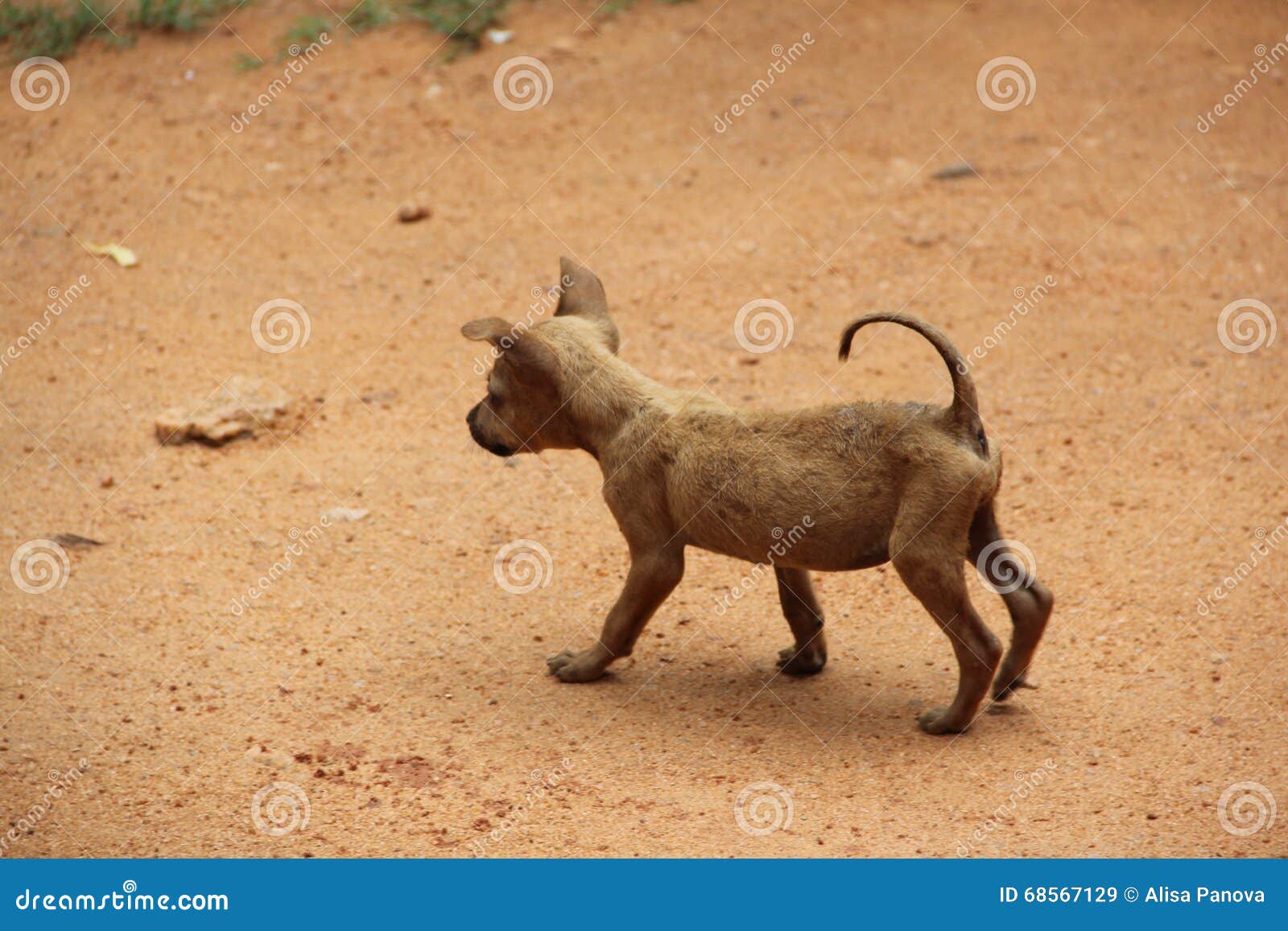 Dog, Sri Lanka stock image. Image of srilanka, tropics - 68567129