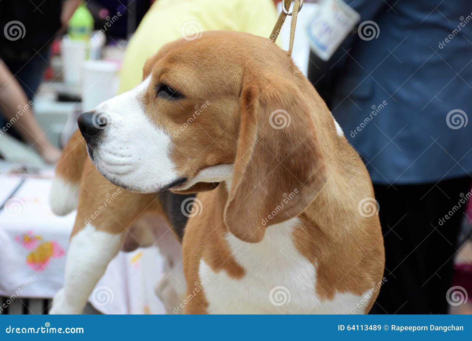 Dog stand on the table stock image. Image of beautiful - 64113489