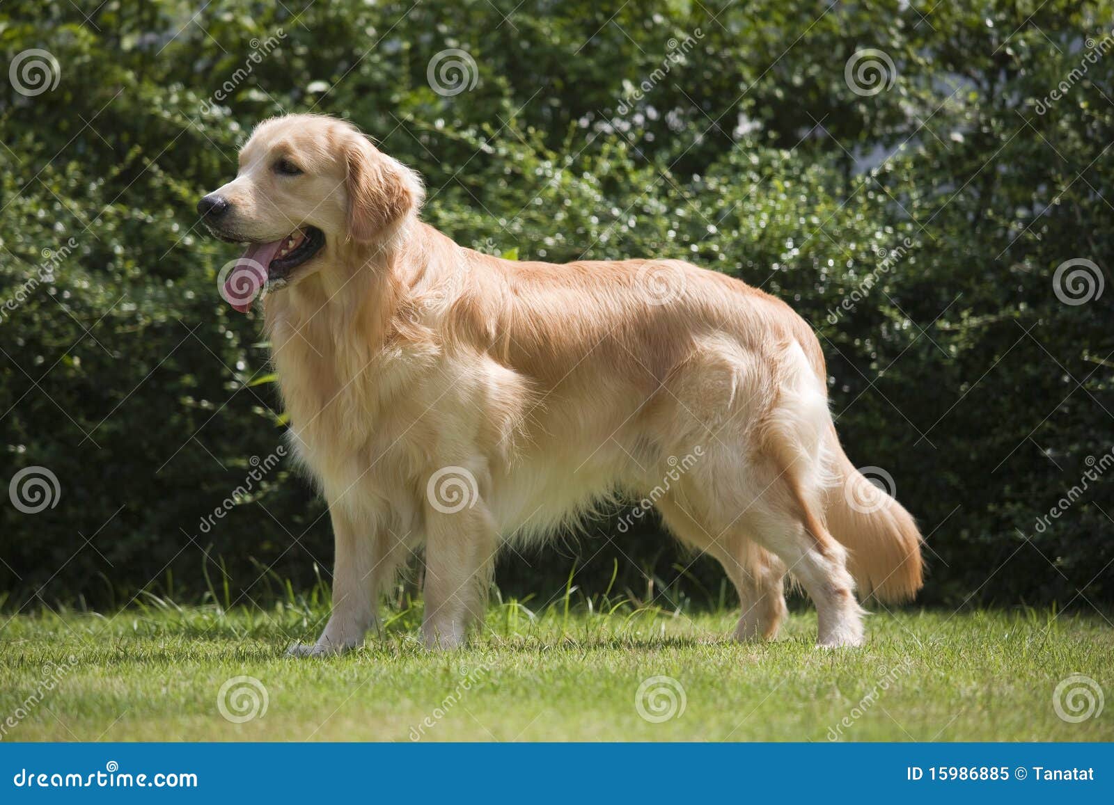 Dog standing stock image. Image of bushy, golden, animal - 15986885 Dog standing stock image. Image of bushy, golden, animal - 15986885