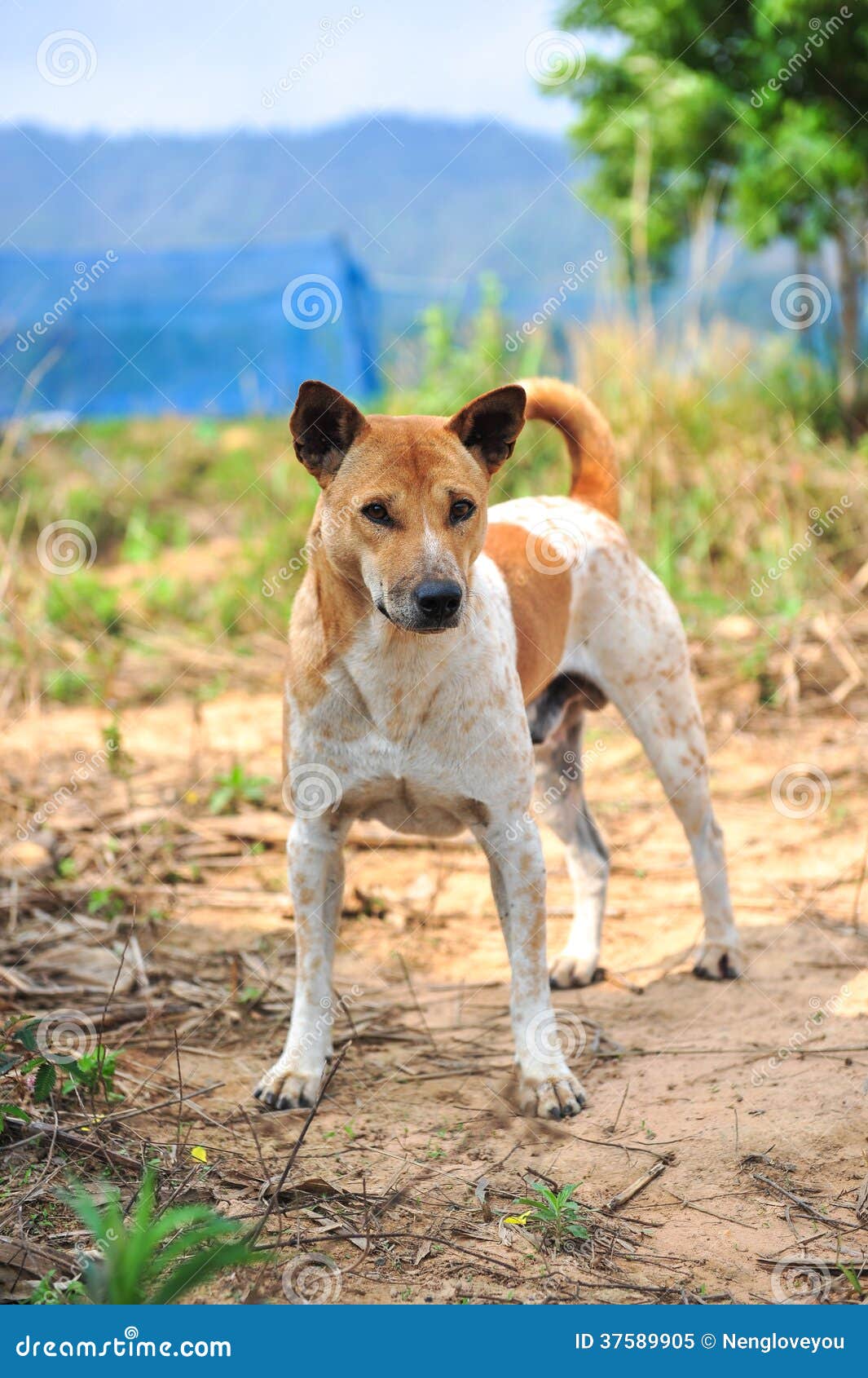 Dog standing stock image. Image of young, lovely, beautiful - 37589905