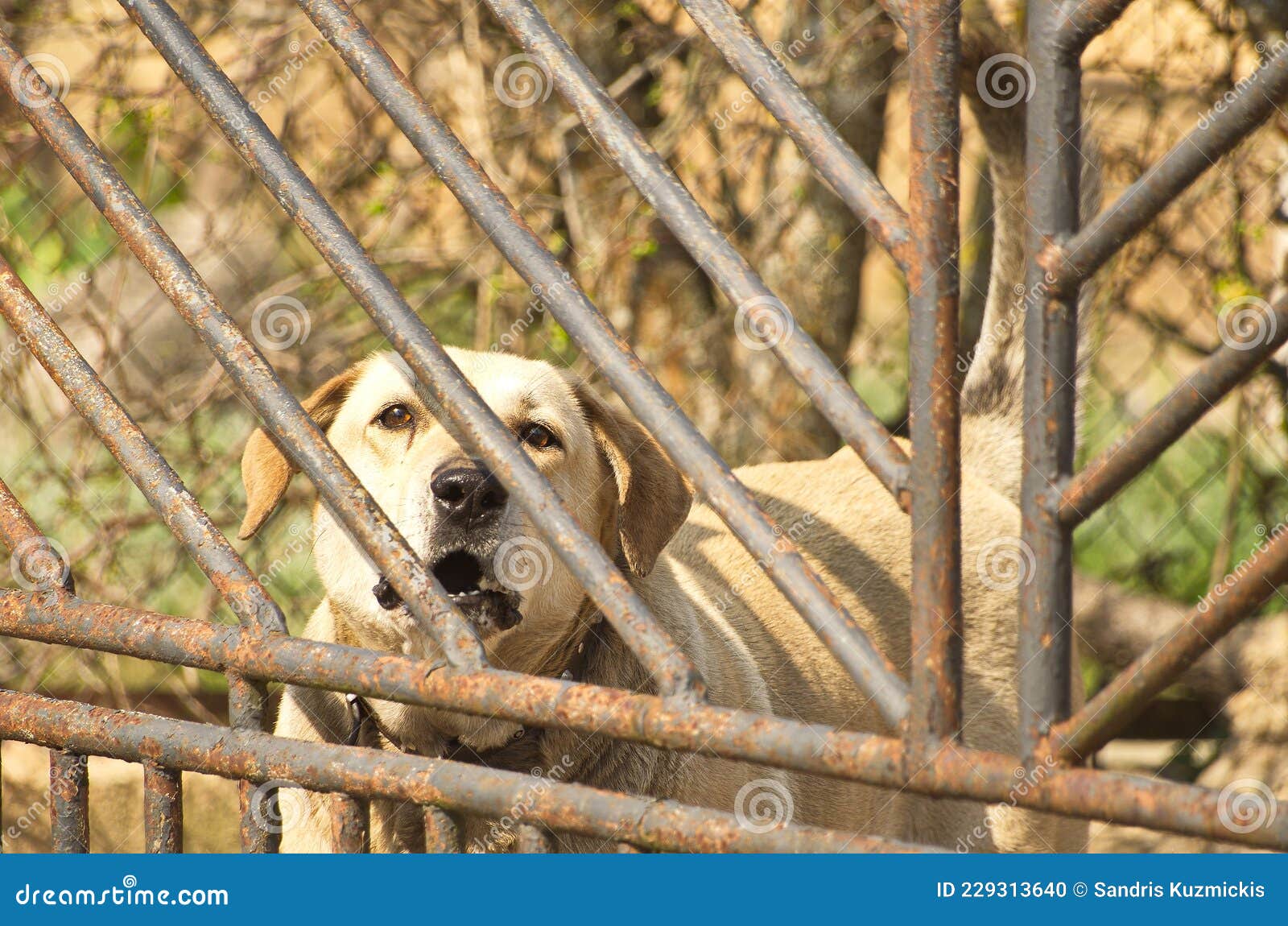 Dog are Standing and Barking Behind the Gates Stock Photo - Image of ...