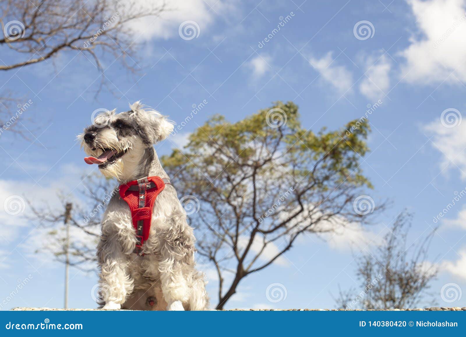 Dog Standing on the Chair in the Backyard Stock Photo - Image of taiwan ...