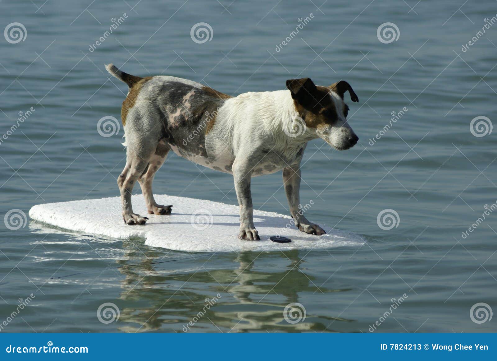 Dog standing on float stock image. Image of active, canine - 7824213