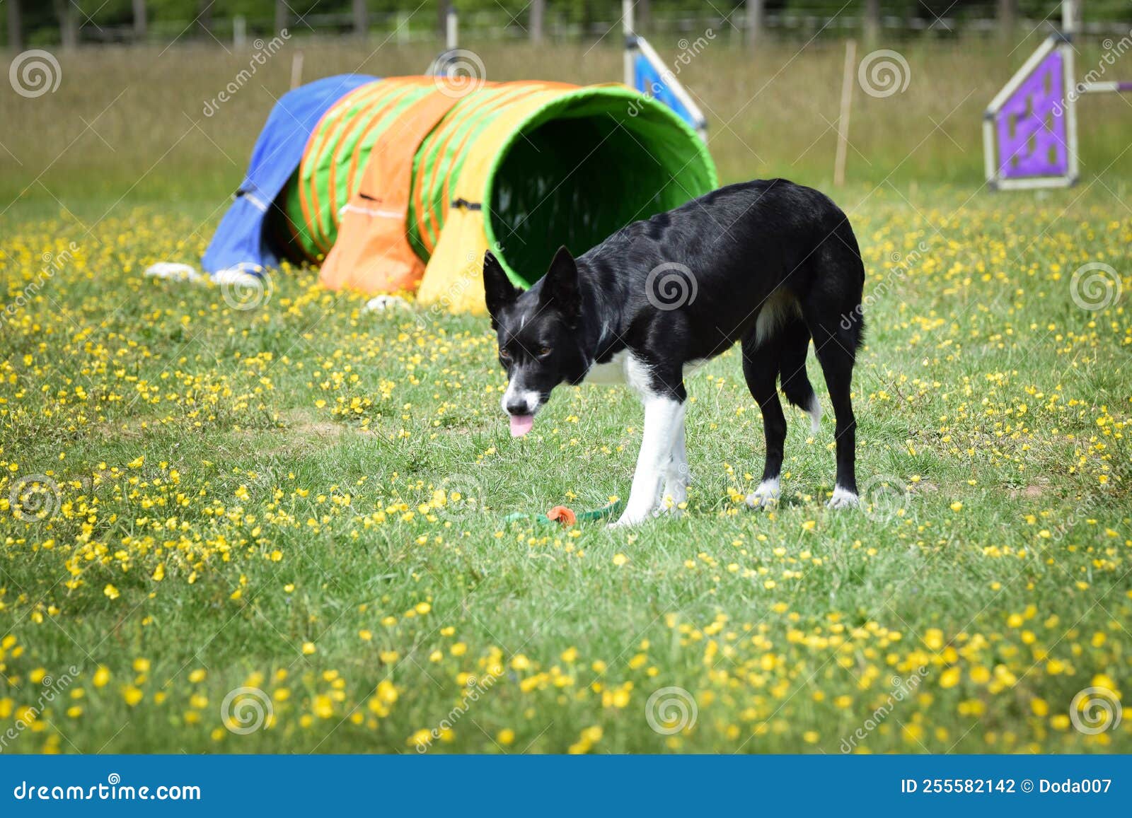Dog is Standing in the Grass on Agility Training Stock Photo - Image of ...